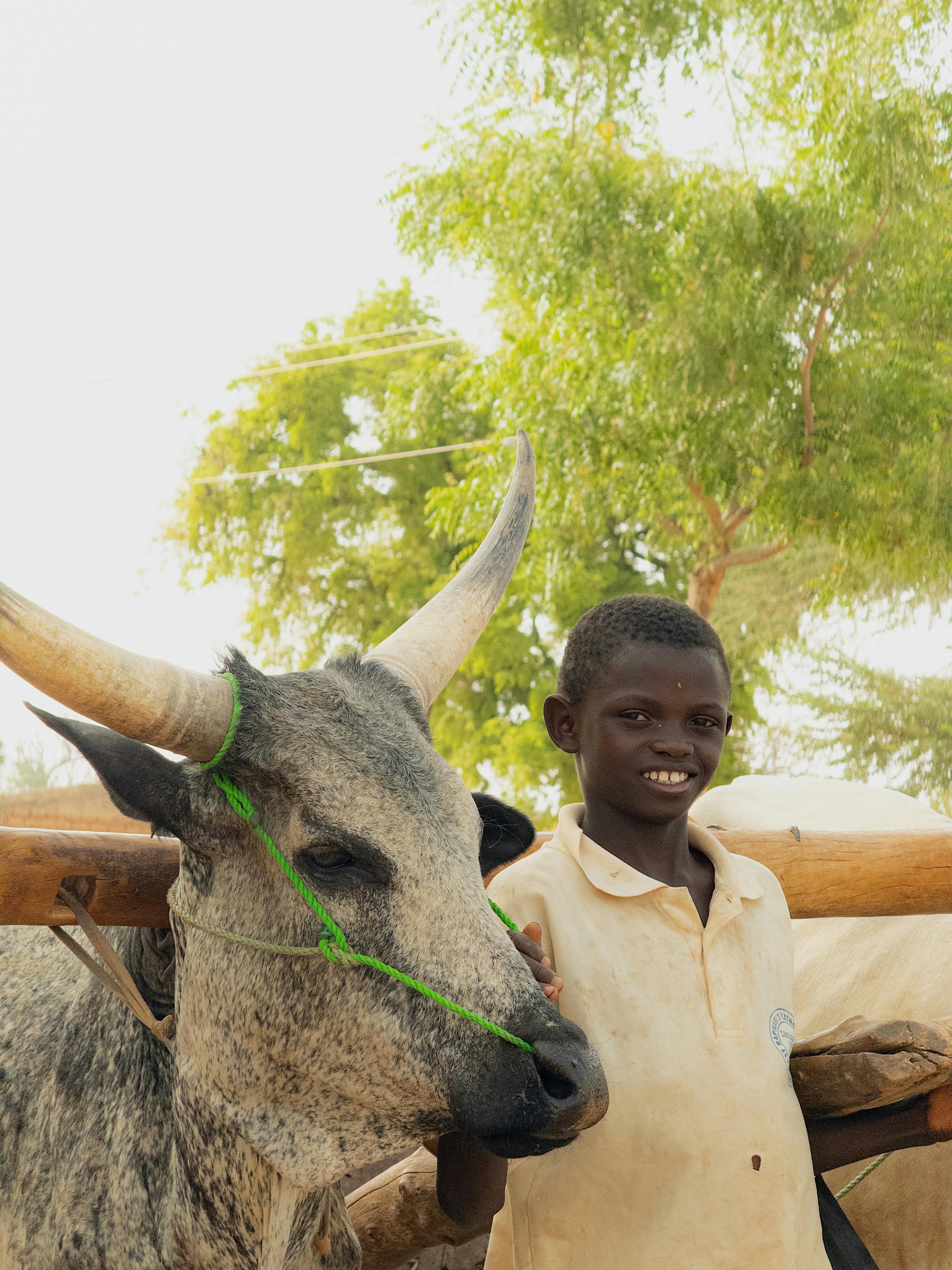 Smiling Boy with Cow in Gezawa, Nigeria · Free Stock Photo