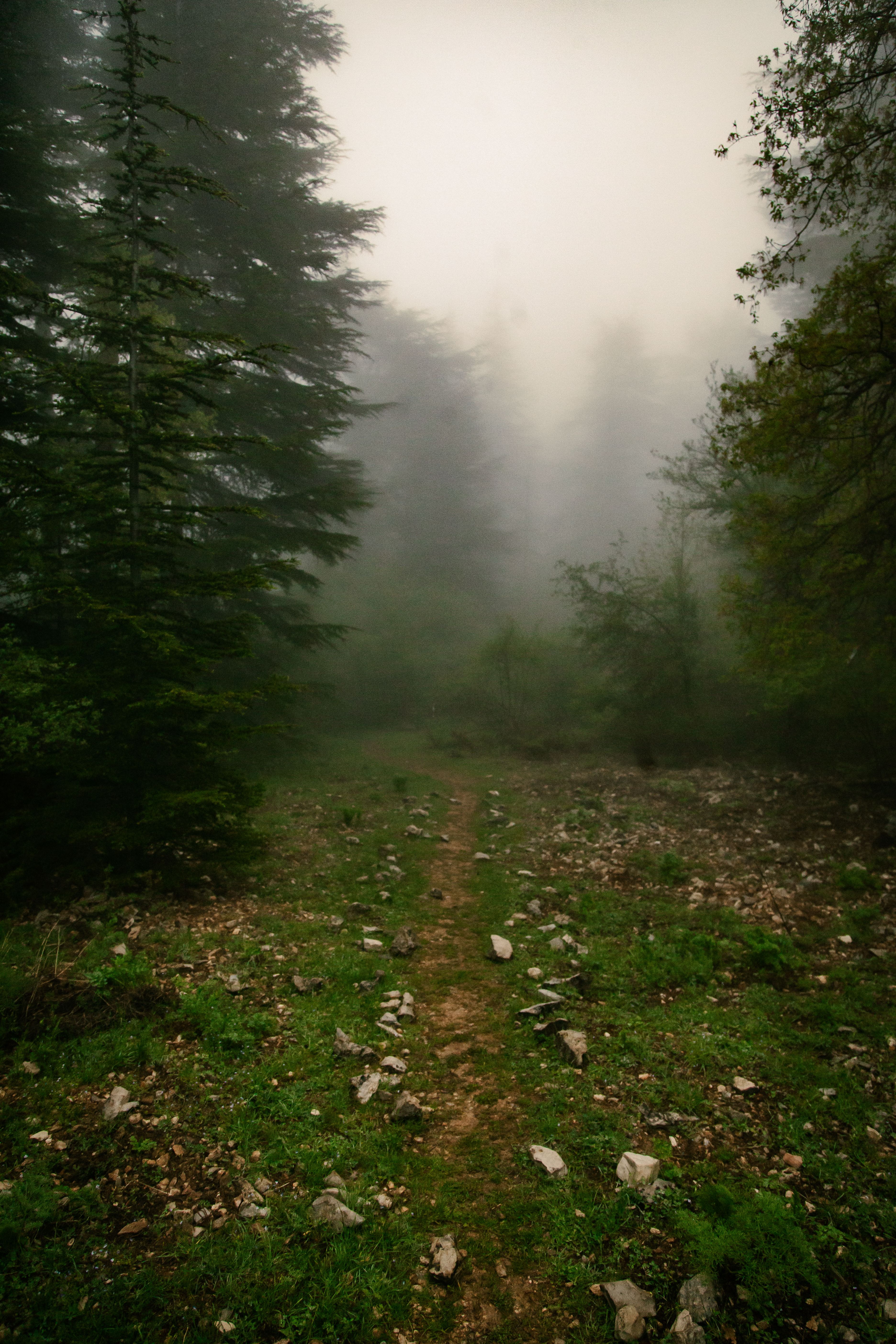 Misty Forest Trail in Lebanon's Wilderness · Free Stock Photo