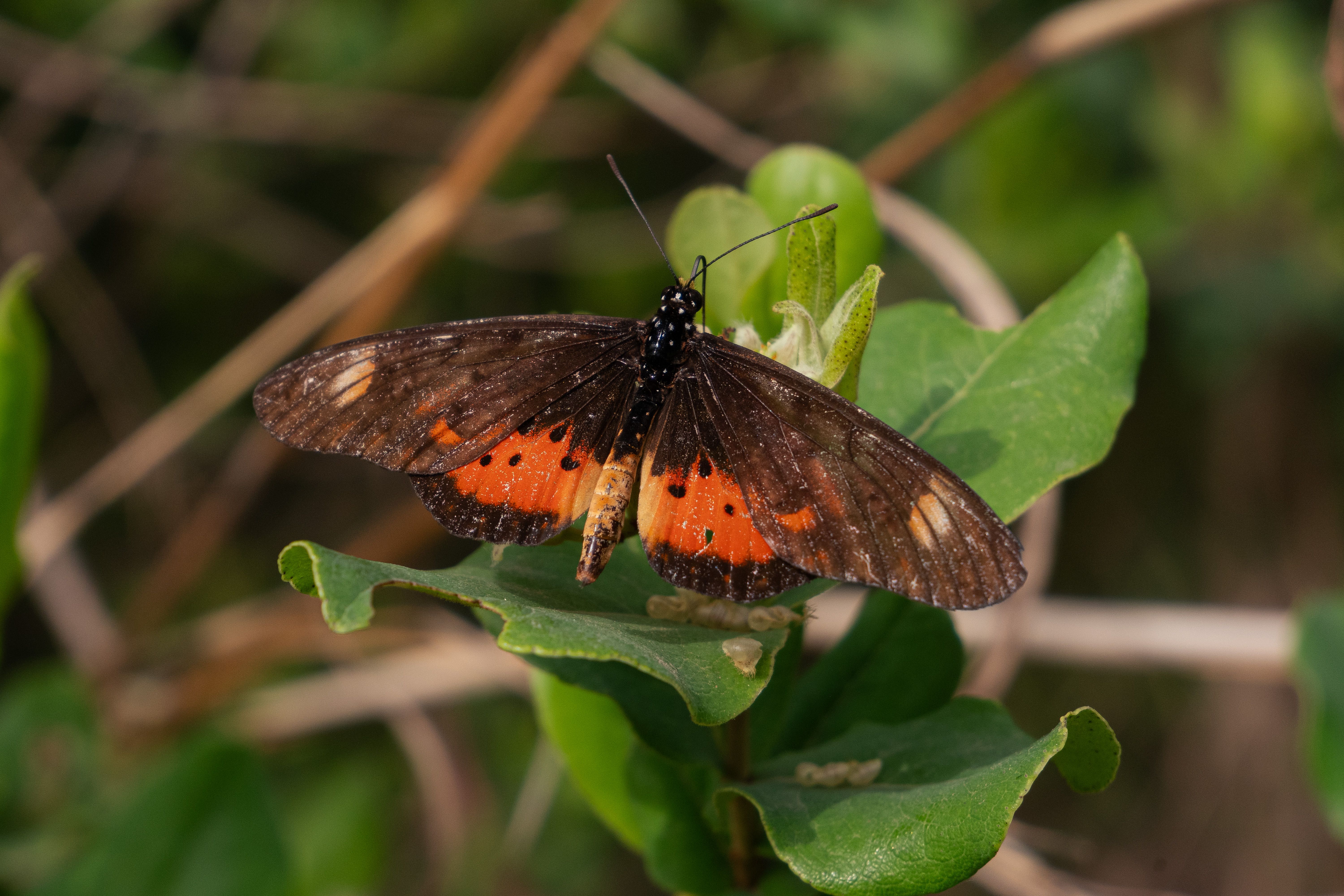 African Butterfly Resting on Green Leaf in Abuja · Free Stock Photo