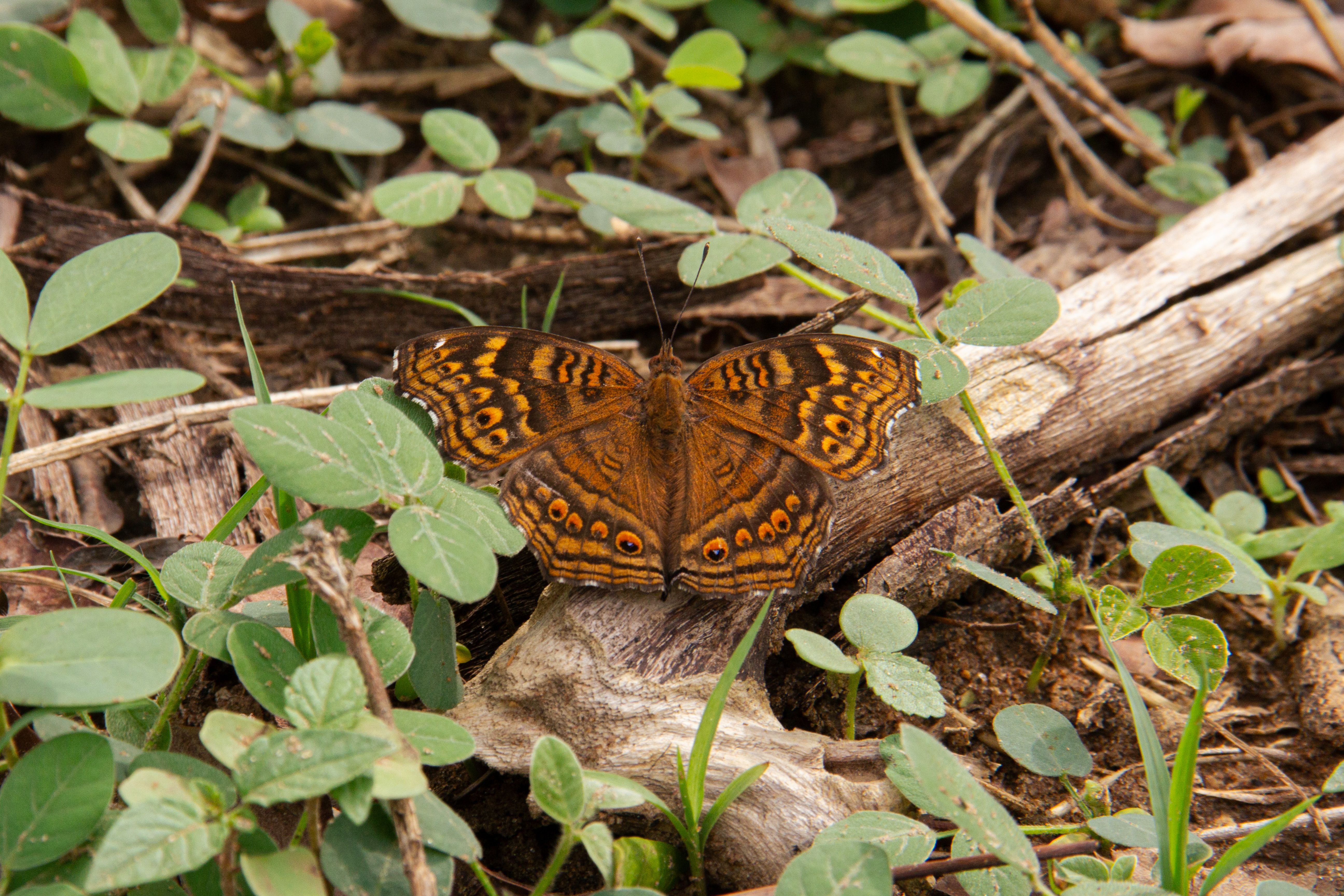 Beautiful Junonia Butterfly Resting on Leaves · Free Stock Photo