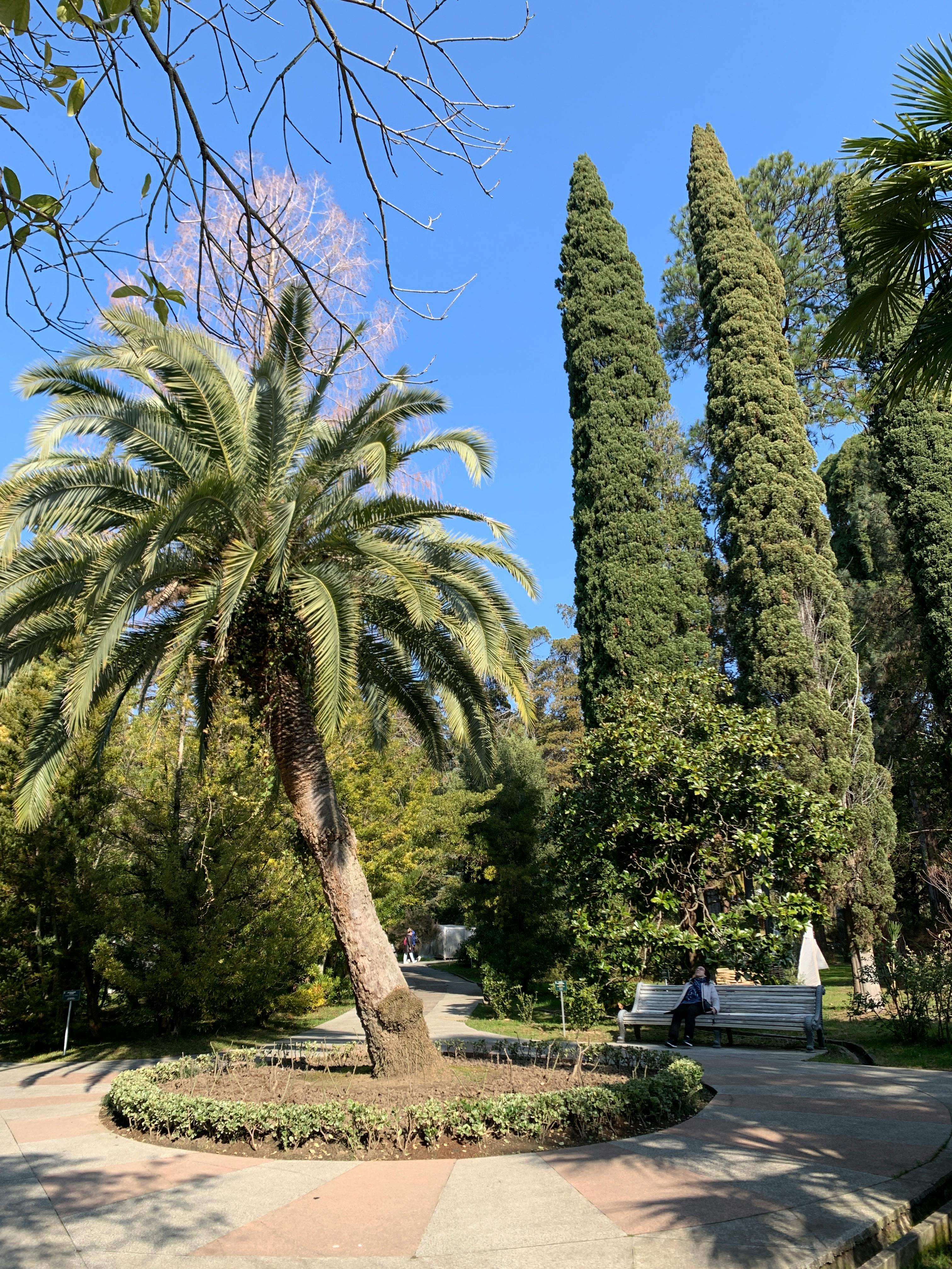 Tropical Garden Scene in Sochi, Russia · Free Stock Photo