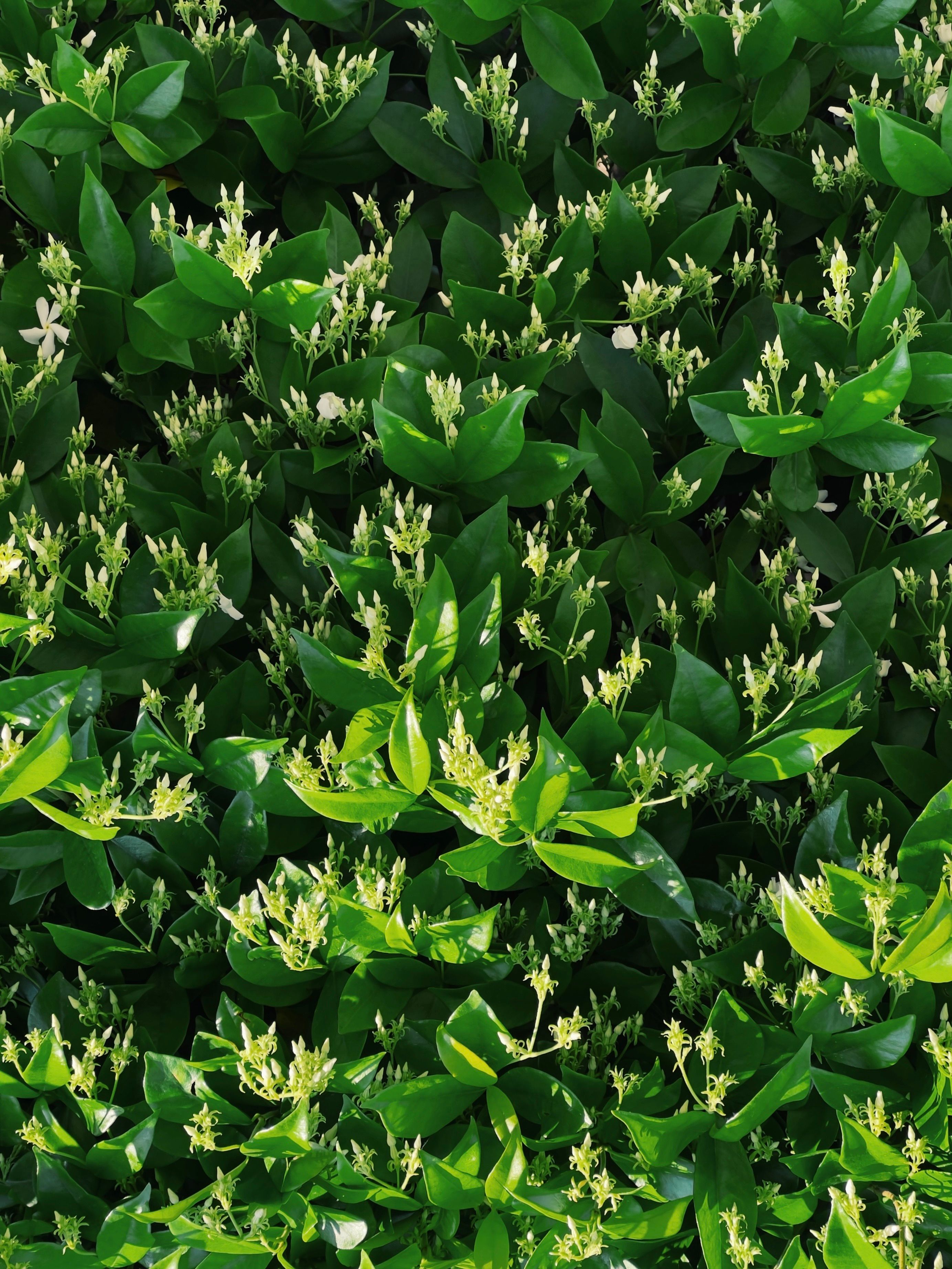 Lush Green Foliage with Small White Flowers · Free Stock Photo