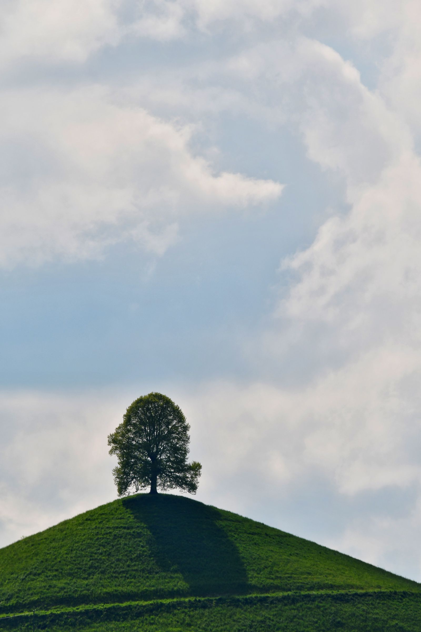 Single Tree Photos, Download The BEST Free Single Tree Stock Photos ...
