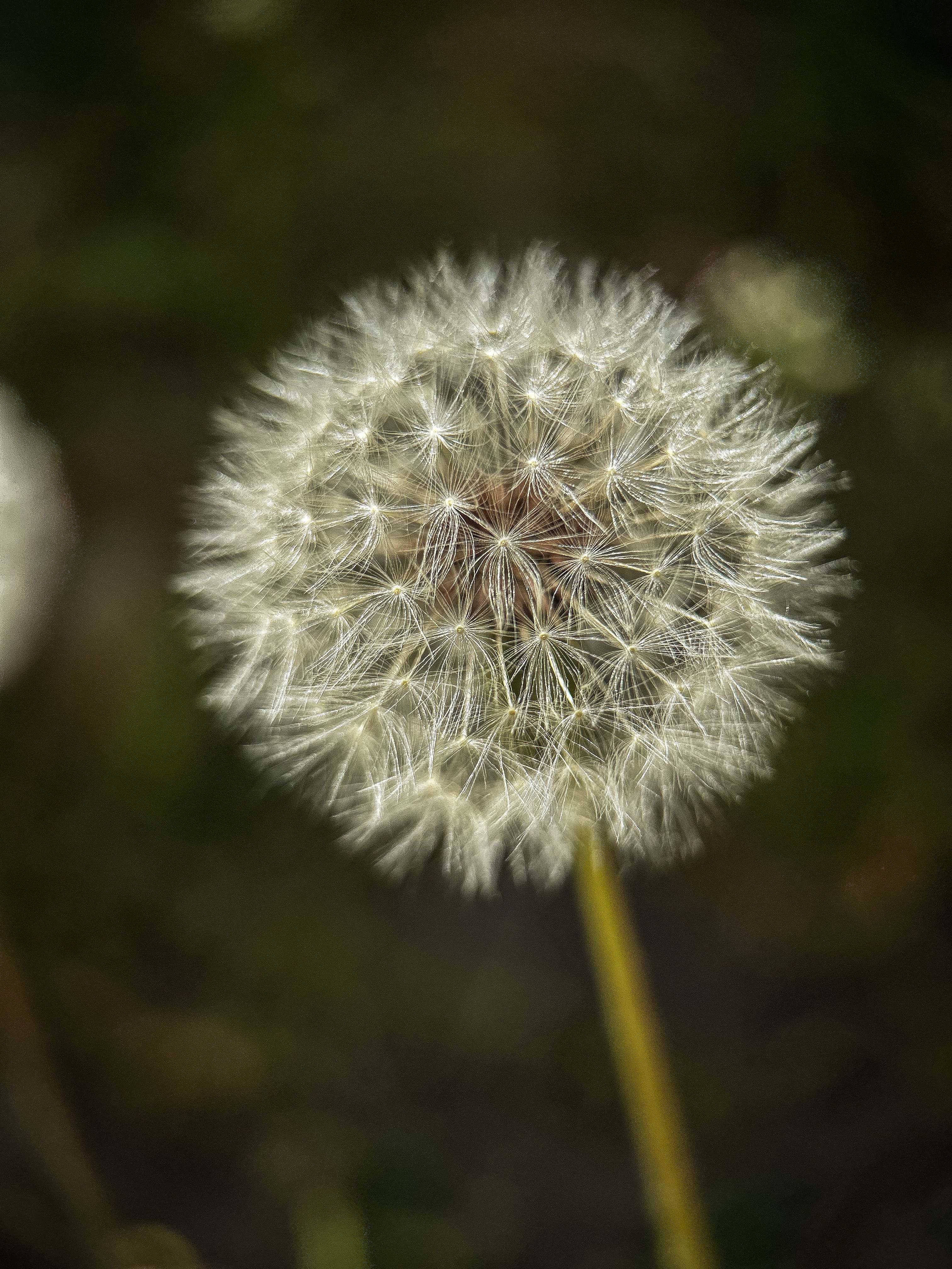 Close-up of Dandelion Seed Head in Natural Light · Free Stock Photo