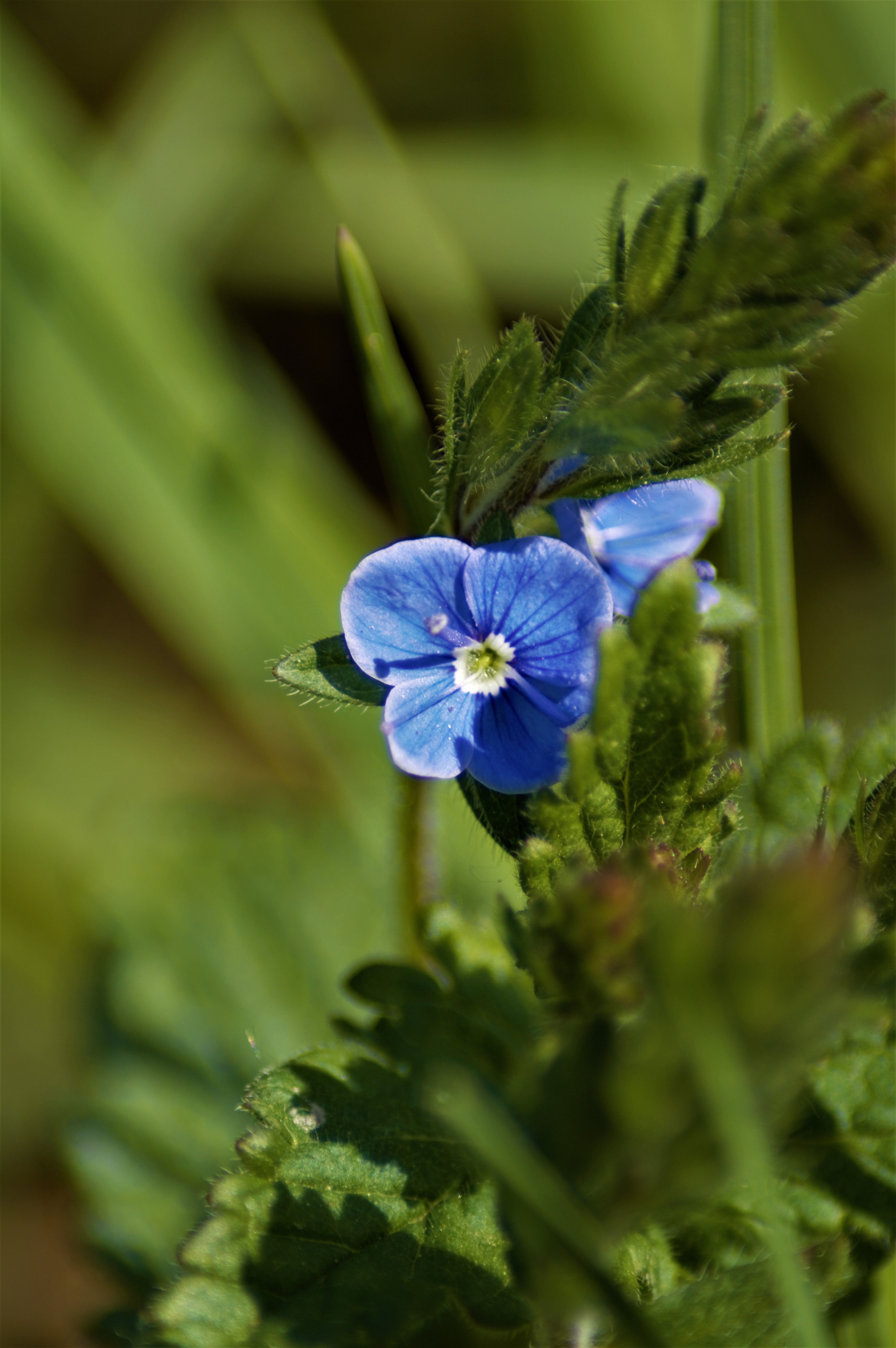 Blooming Leaf Photos, Download The BEST Free Blooming Leaf Stock Photos ...
