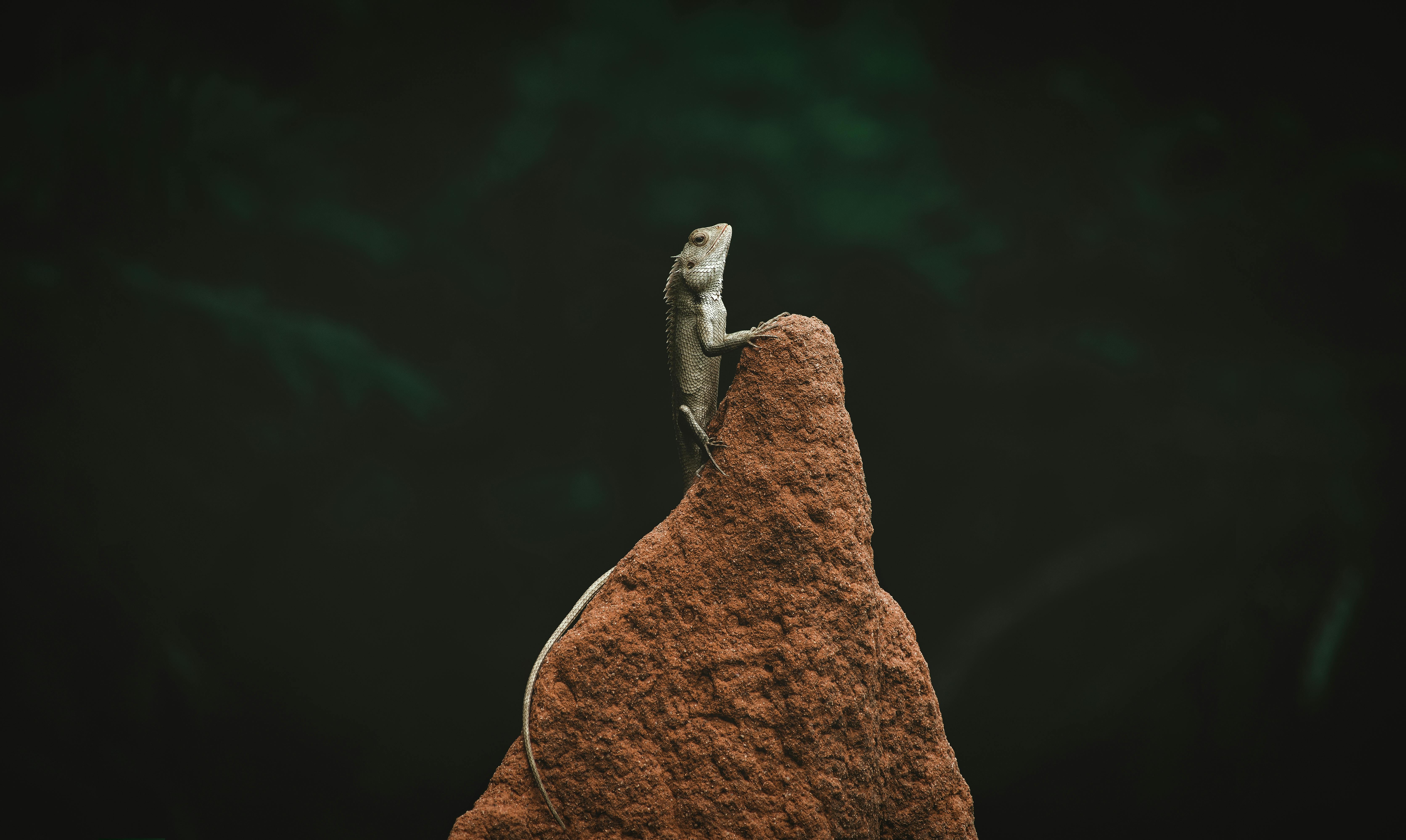 Gray Reptile · Free Stock Photo
