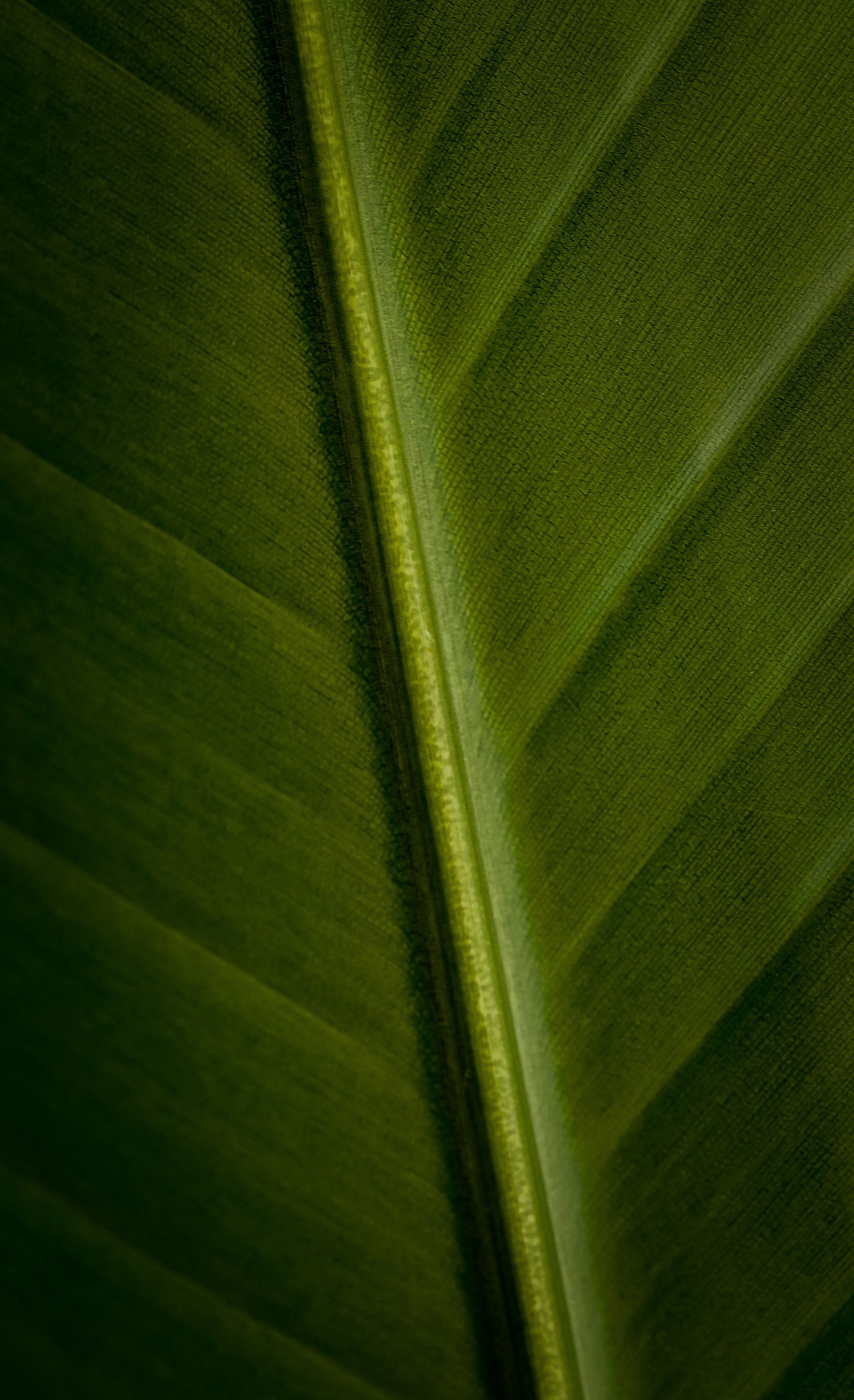 Close-up of Green Leaf Texture in Nature · Free Stock Photo