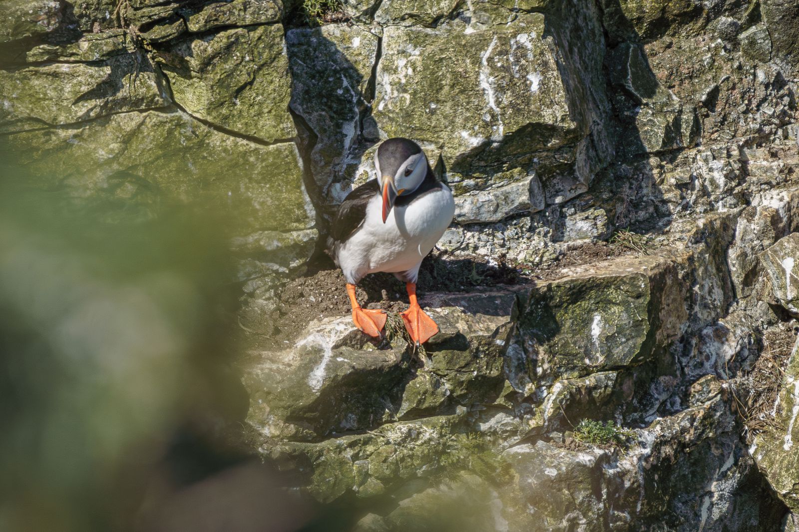 Puffin Photos, Download The BEST Free Puffin Stock Photos & HD Images