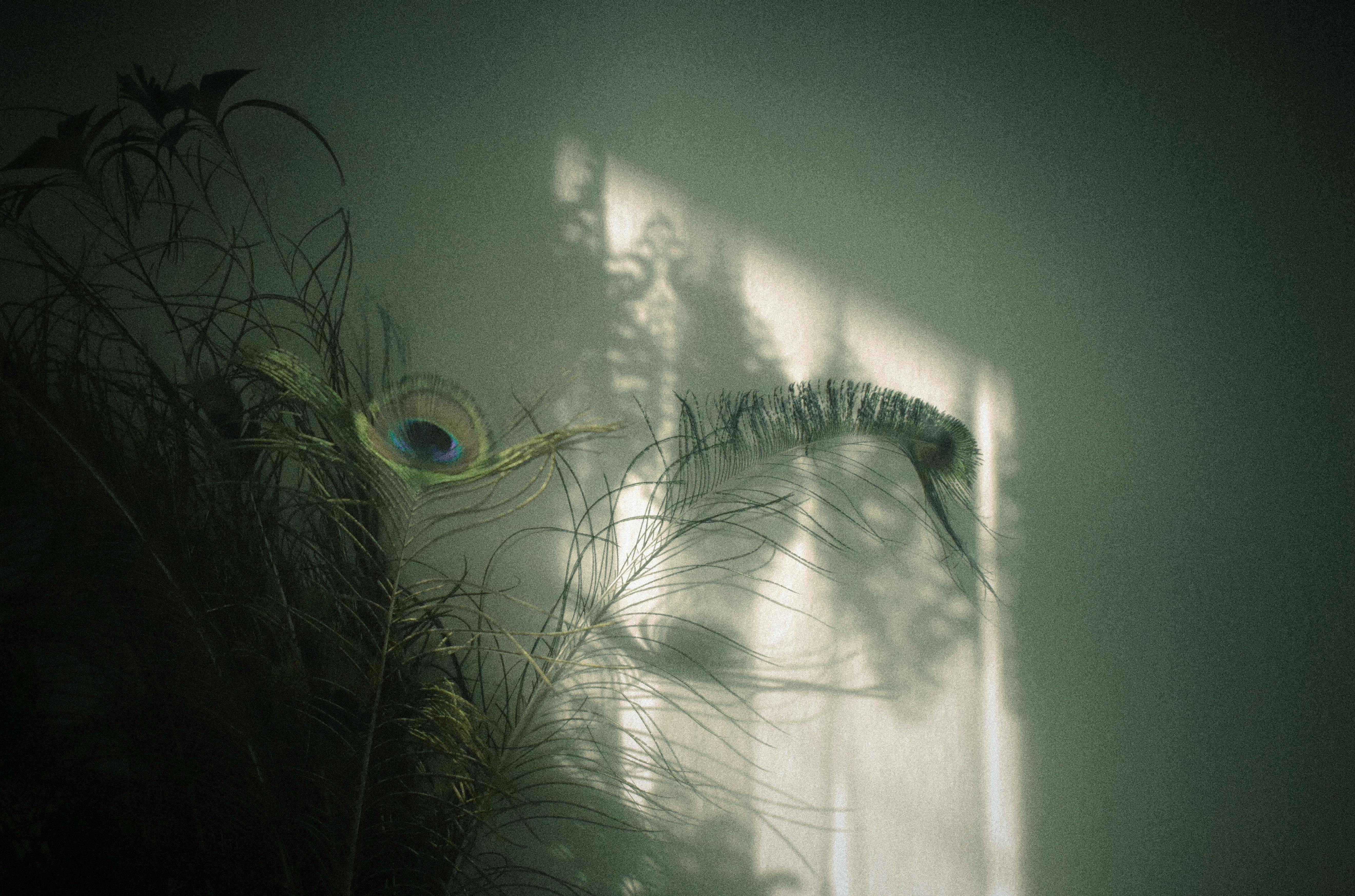 Peacock Feather and Shadows in Soft Light · Free Stock Photo