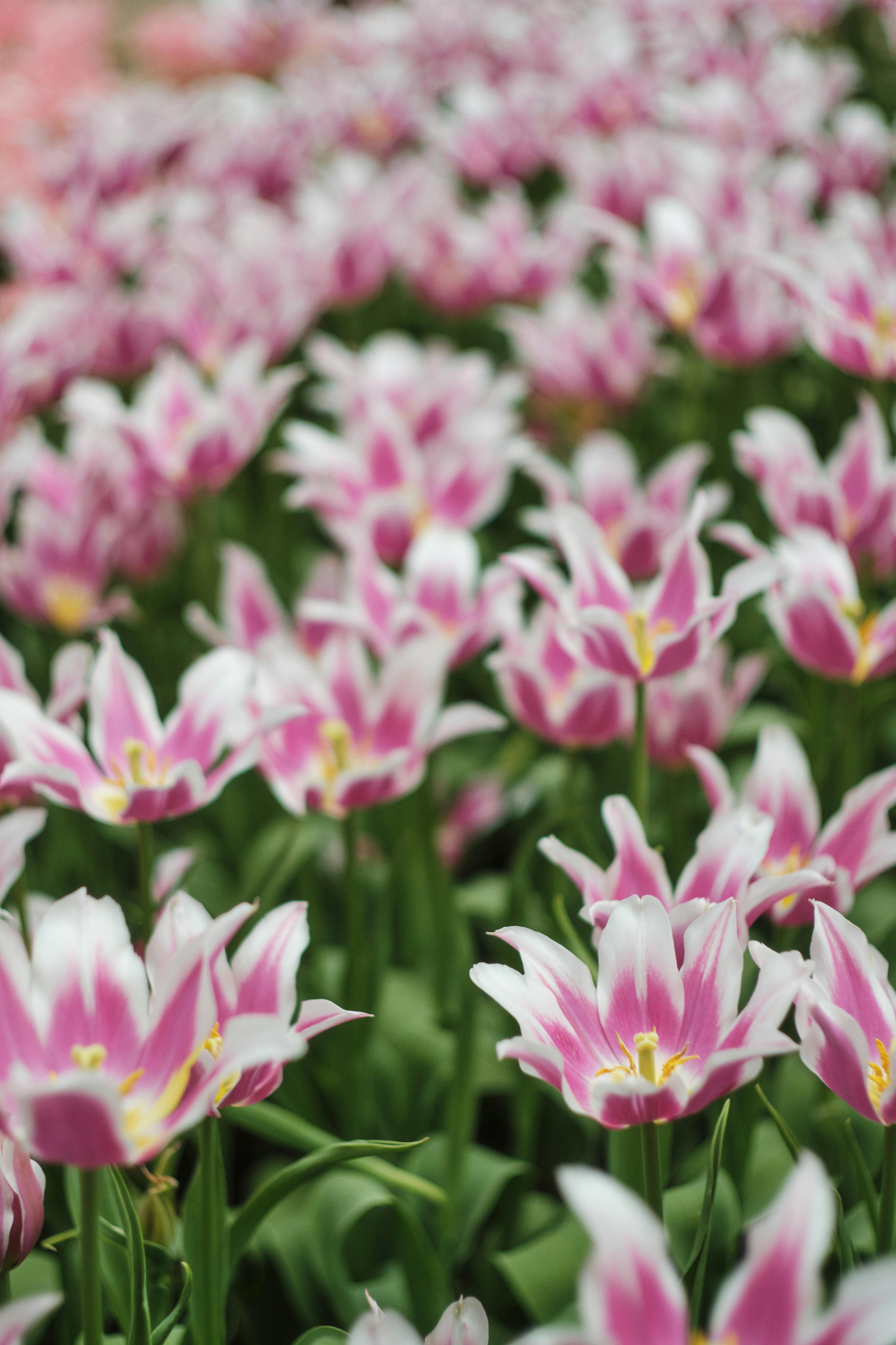 Budding Pokies Photos, Download The BEST Free Budding Pokies Stock Photos & HD Images