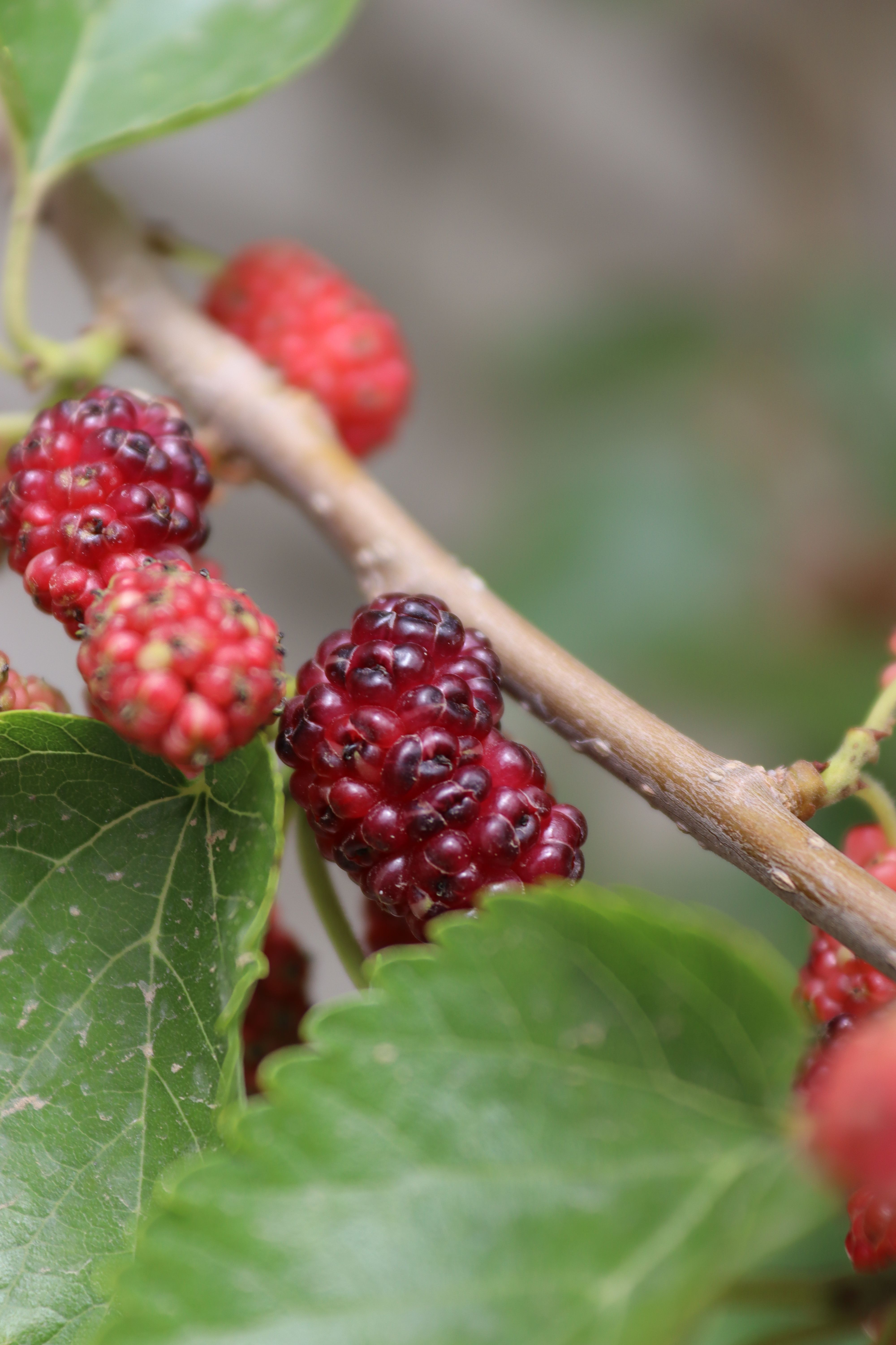 Close-up of Ripe Red Mulberries on Branch · Free Stock Photo