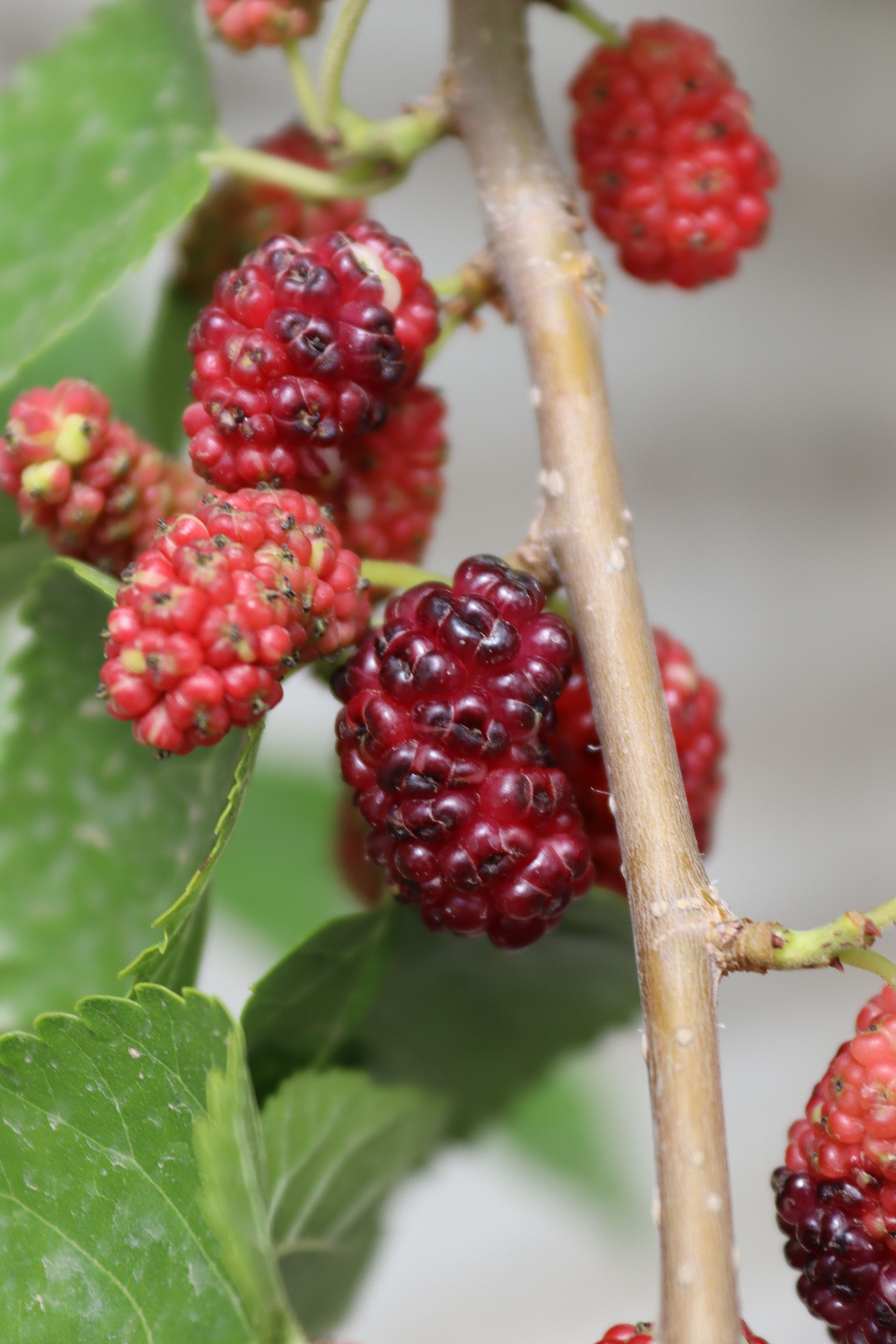 Close-up of Fresh Ripe Mulberries on Branch · Free Stock Photo