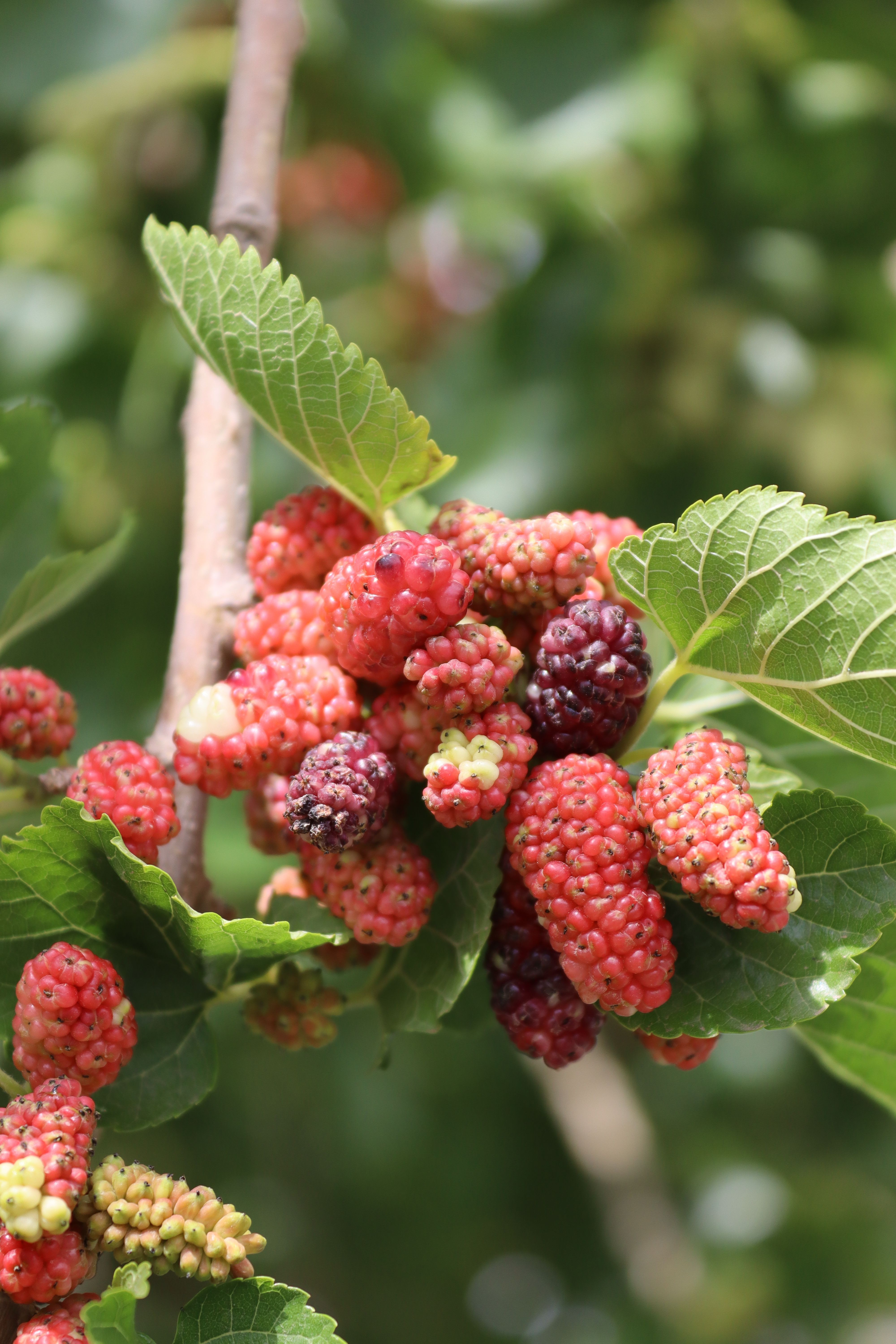 Close-up of Ripe Mulberries on Tree Branch · Free Stock Photo