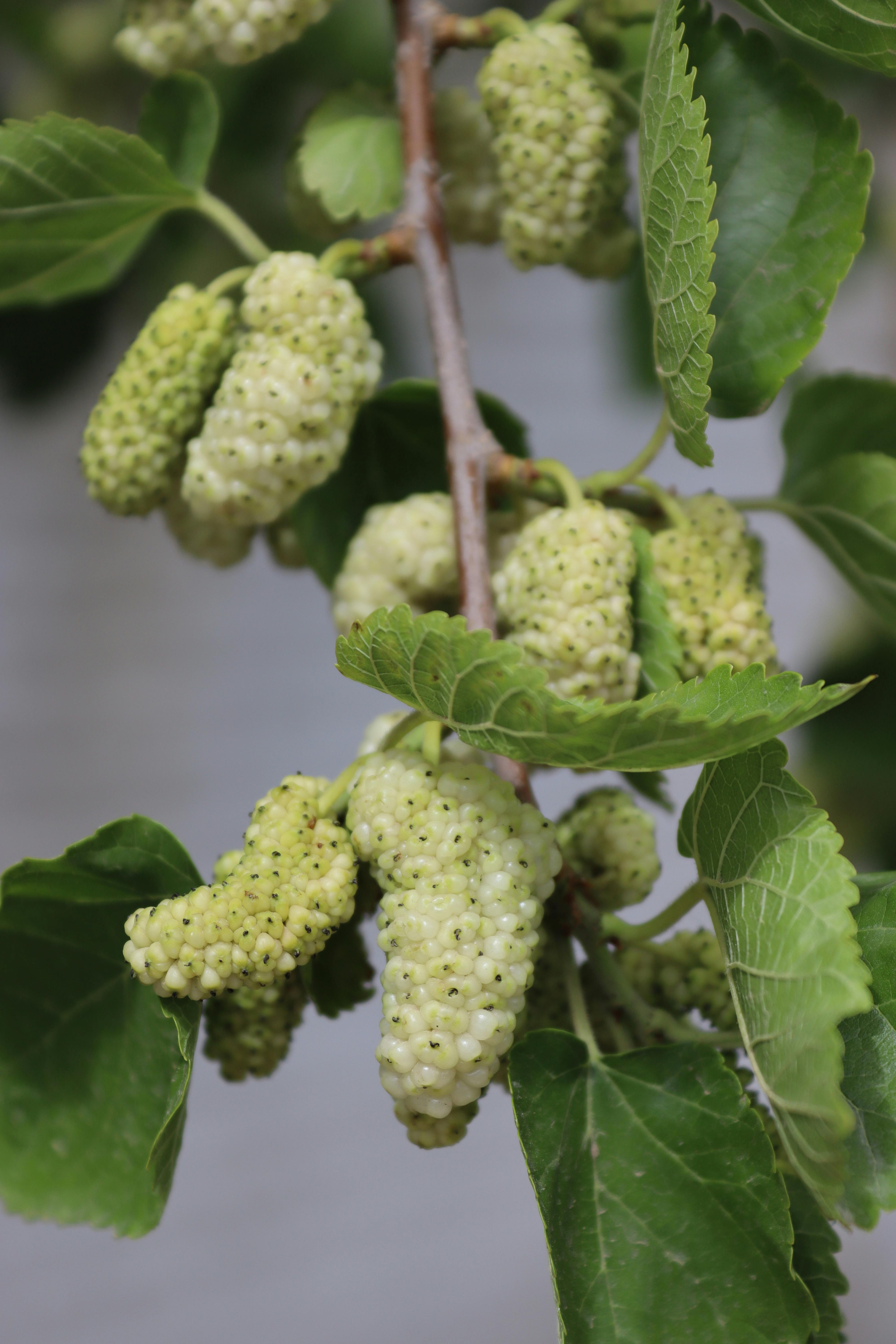 Mulberry Tree Photos, Download The BEST Free Mulberry Tree Stock Photos ...