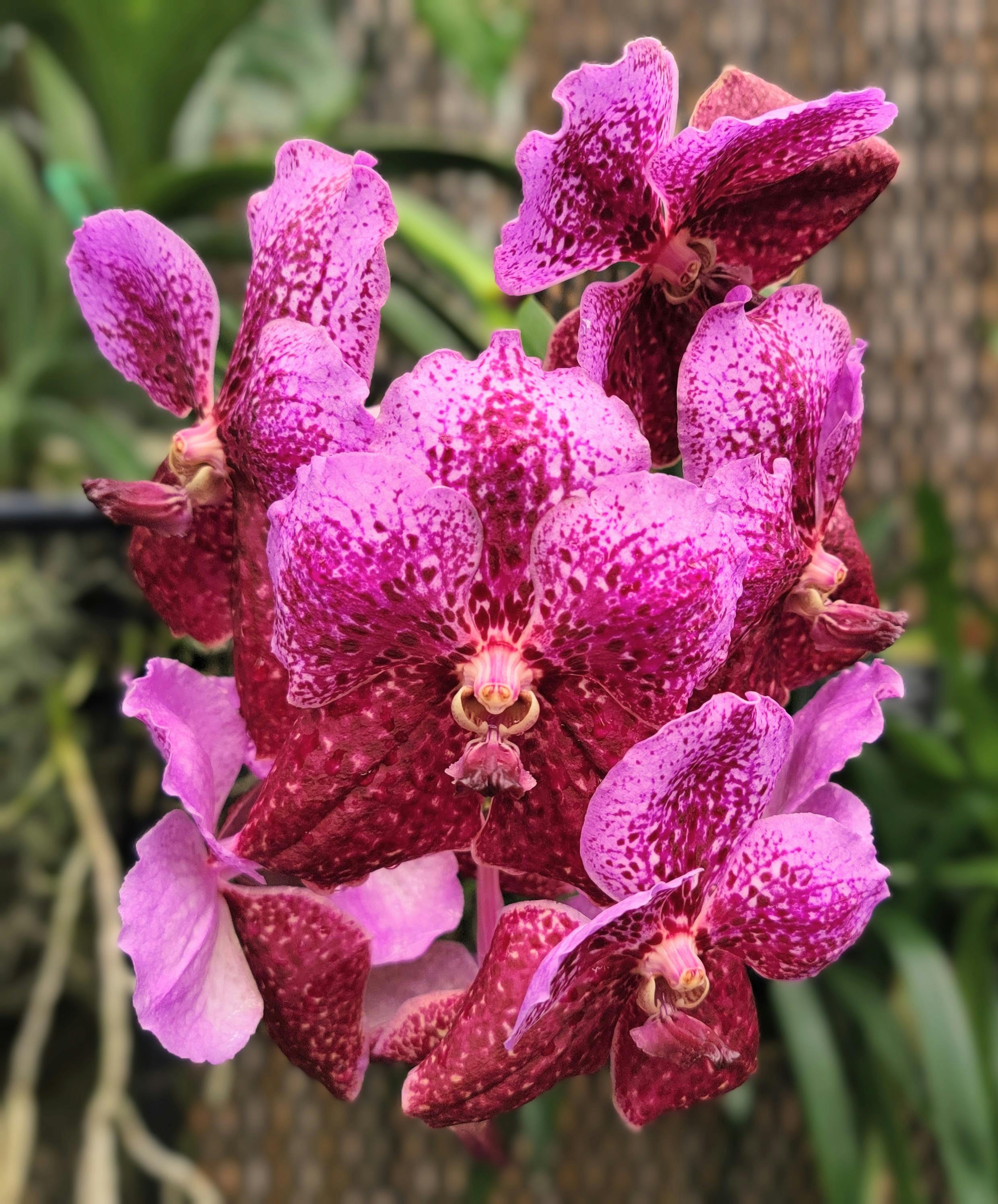 Blooming Pride: The Vibrant Tale of Vanda Miss Joaquim - Fnp.sg