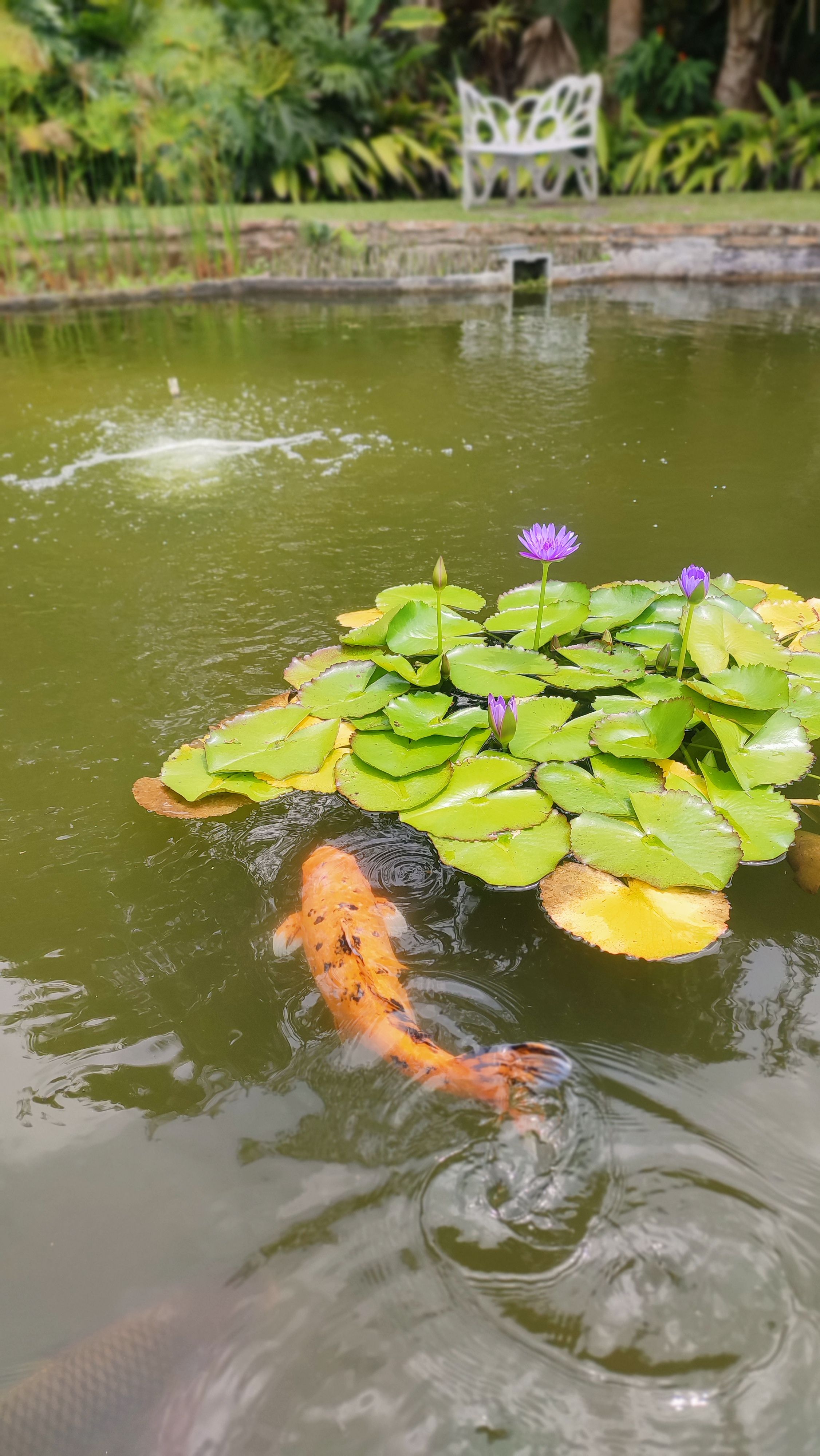 Koi Fish Photos, Download The BEST Free Koi Fish Stock Photos & HD Images