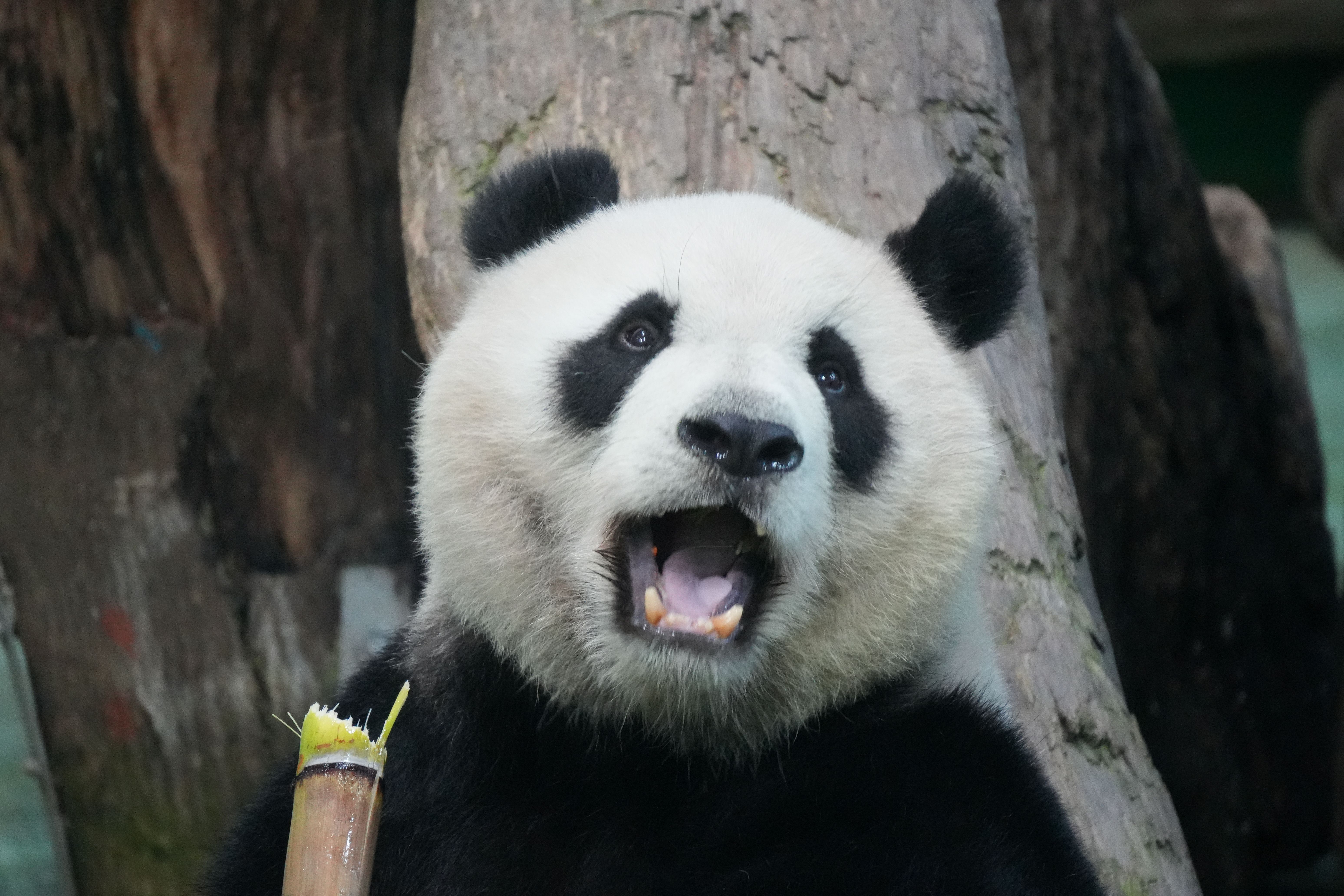 Portrait of a Giant Panda Eating Bamboo · Free Stock Photo