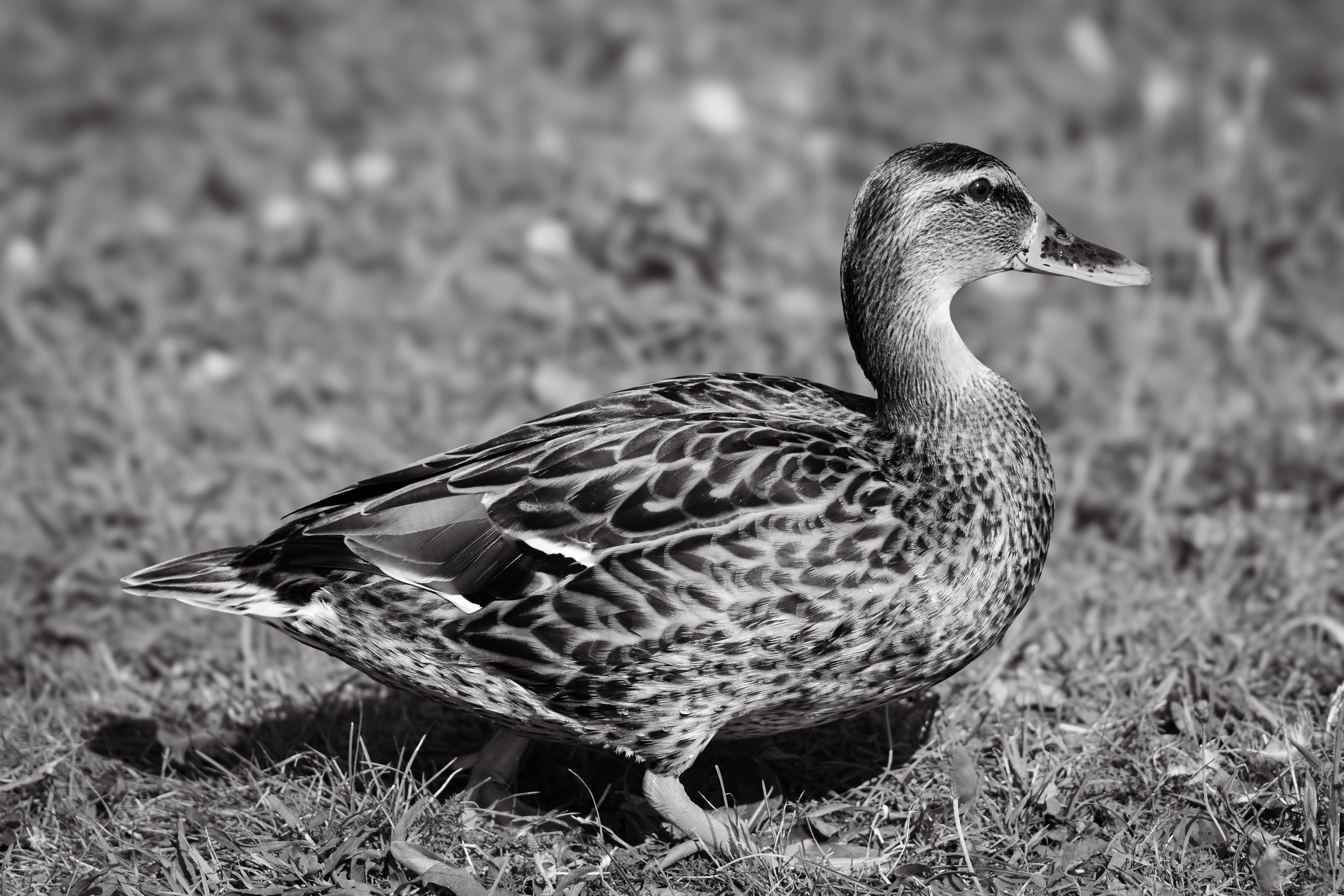Close-up of a Mallard Duck in Natural Habitat · Free Stock Photo