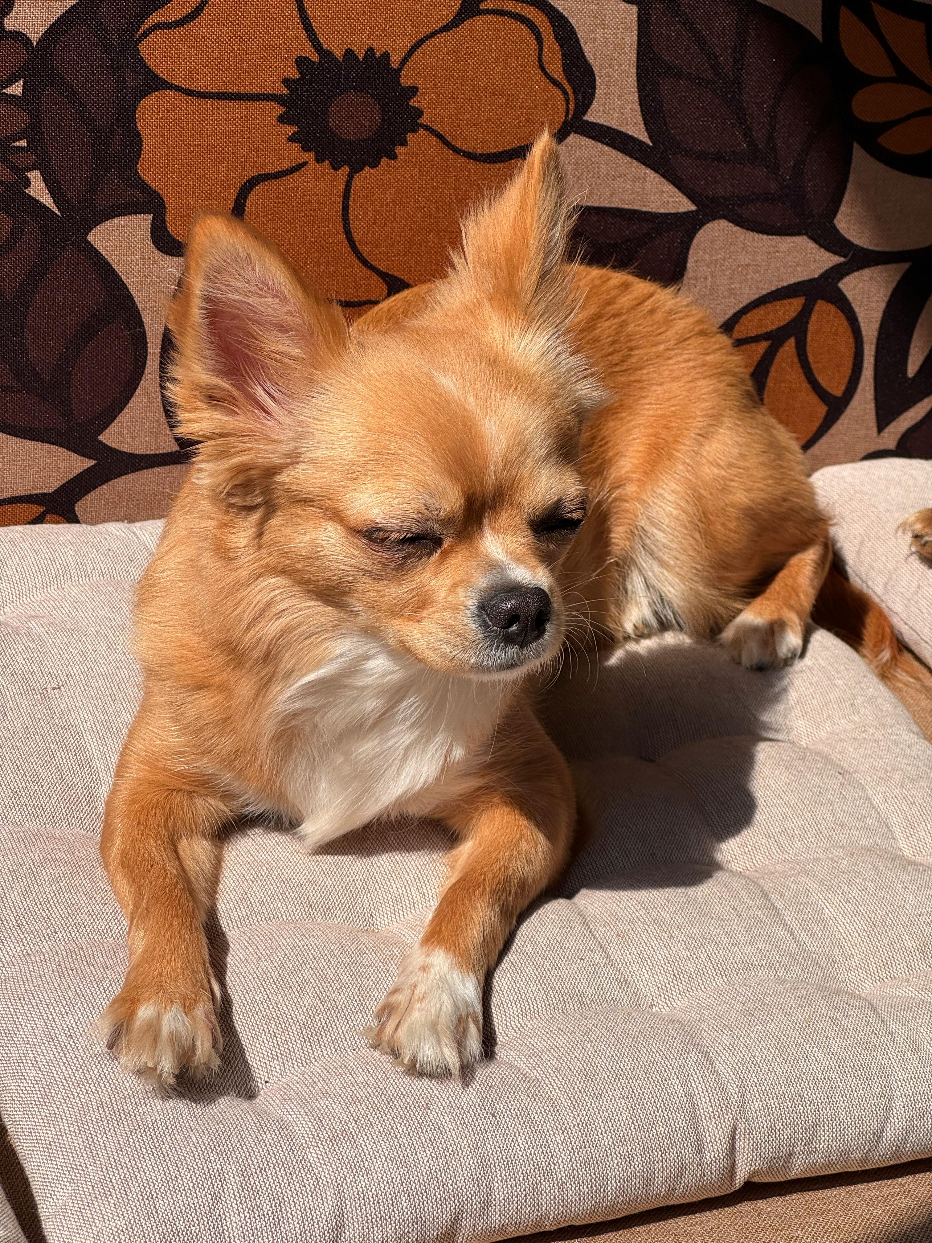 Uvula Drawing Room Photos, Download The BEST Free Uvula Drawing Room ...