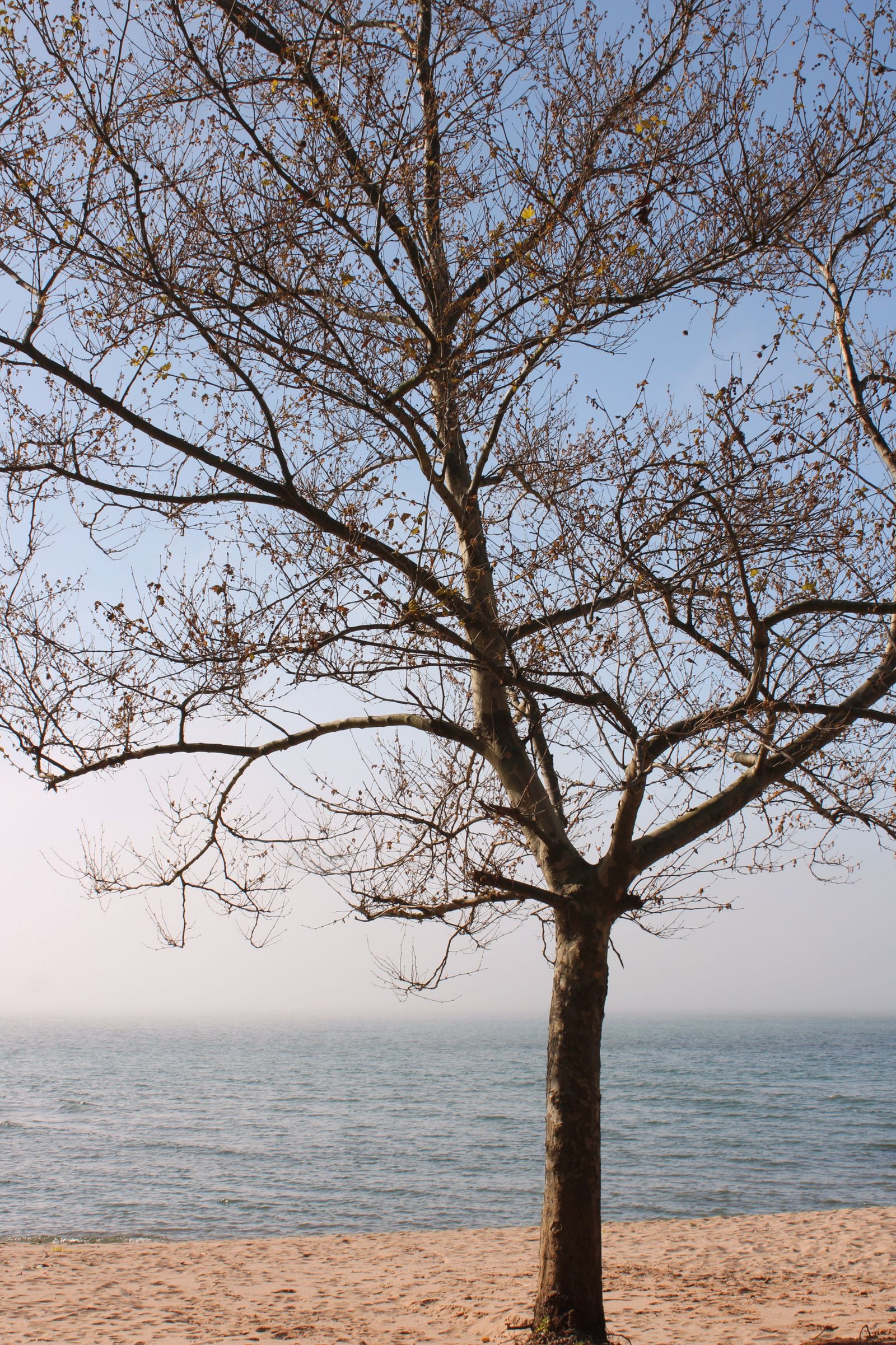 Beach Tree Photos, Download The BEST Free Beach Tree Stock Photos & HD ...