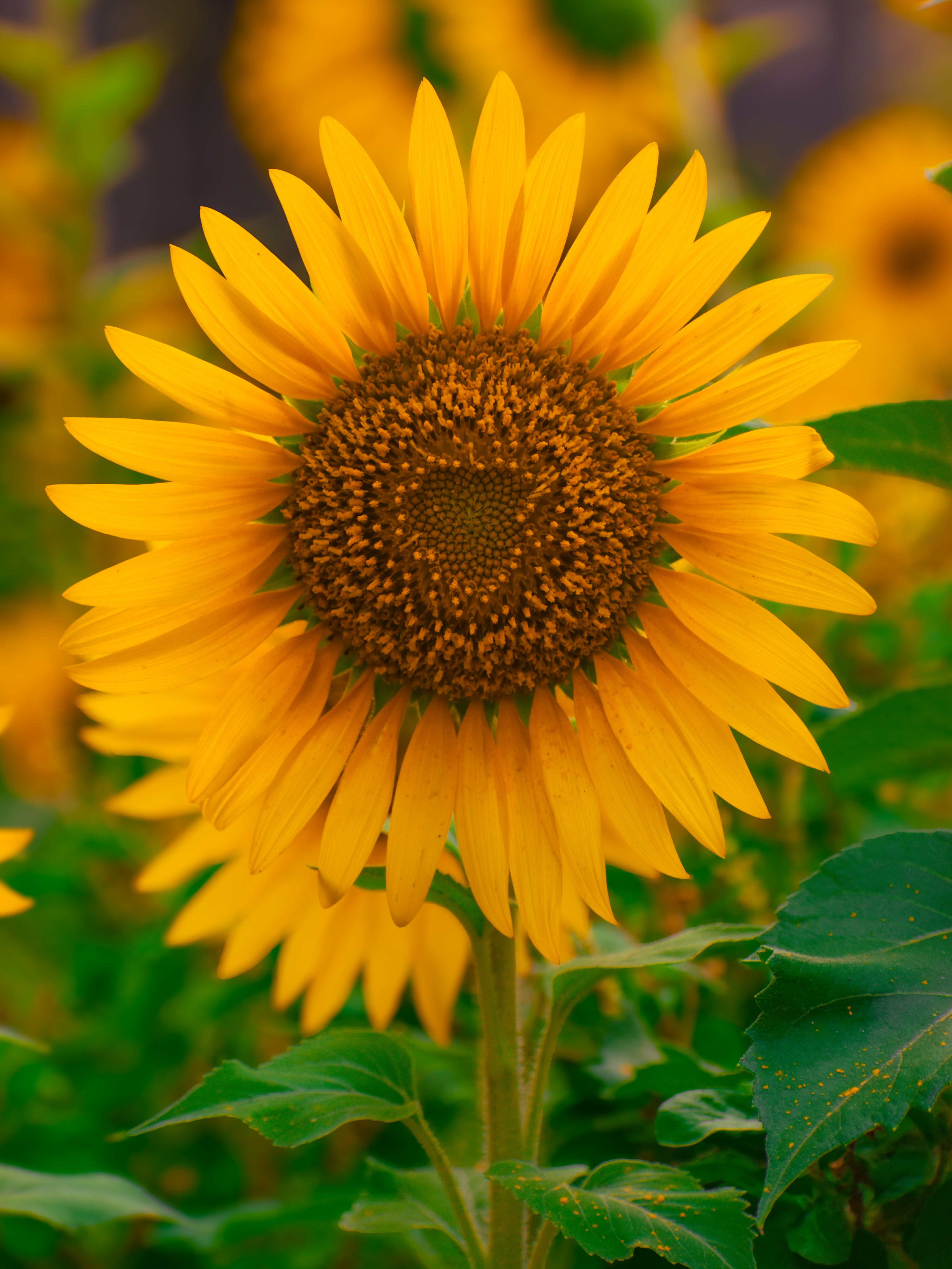 Bright Sunflower in Full Bloom in Summer Field · Free Stock Photo