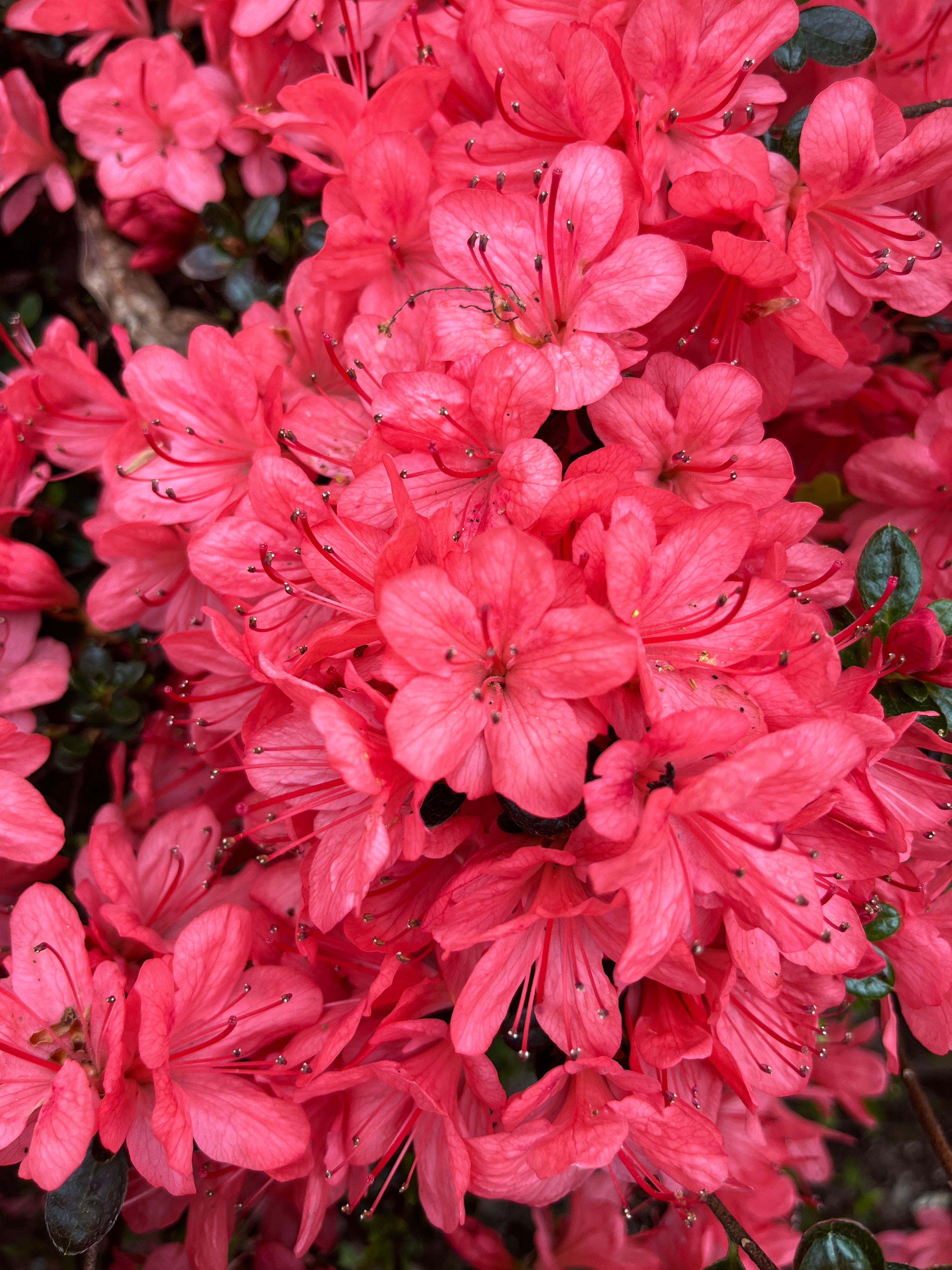 Vibrant Pink Azalea Flowers Blooming Close-Up · Free Stock Photo