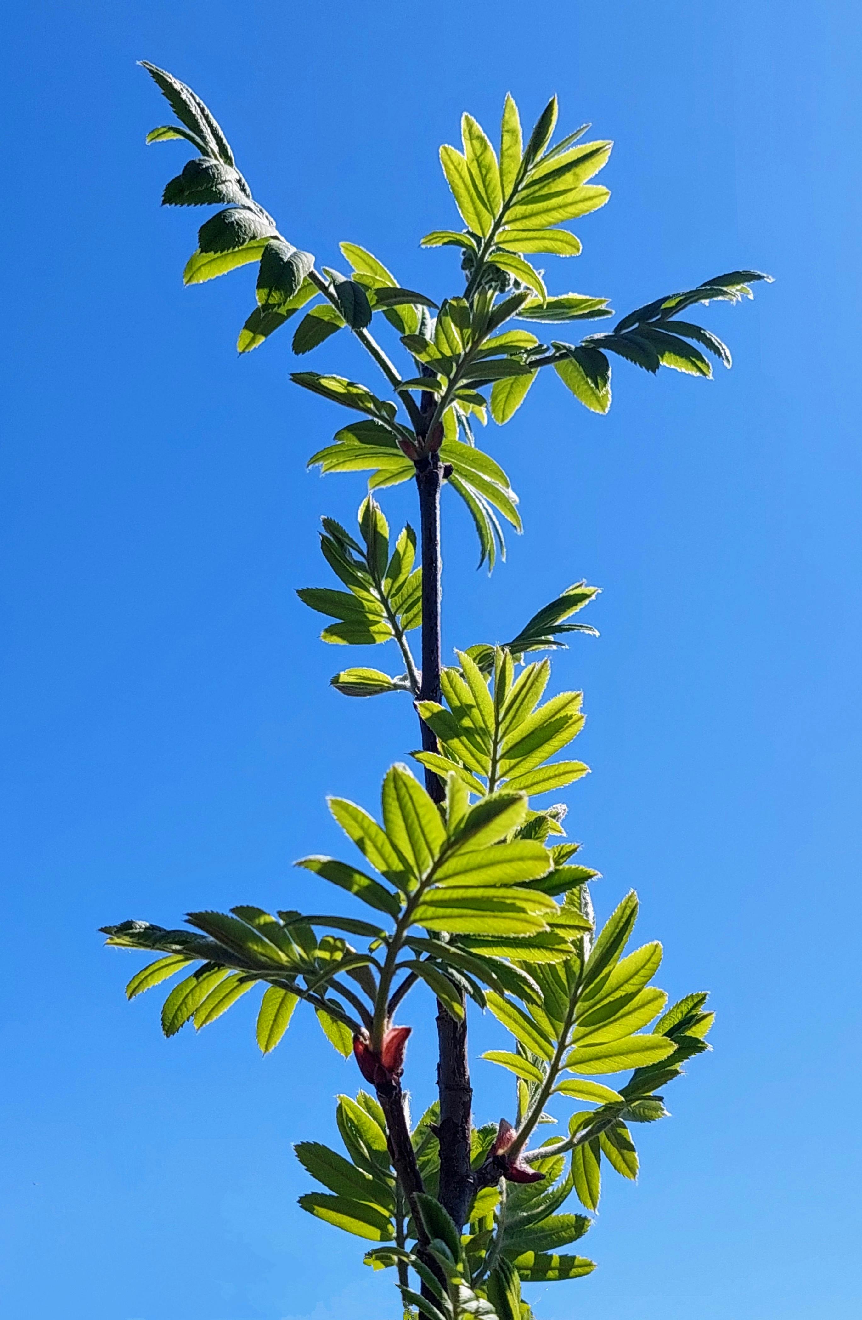Rowan Tree Photos, Download The BEST Free Rowan Tree Stock Photos & HD ...