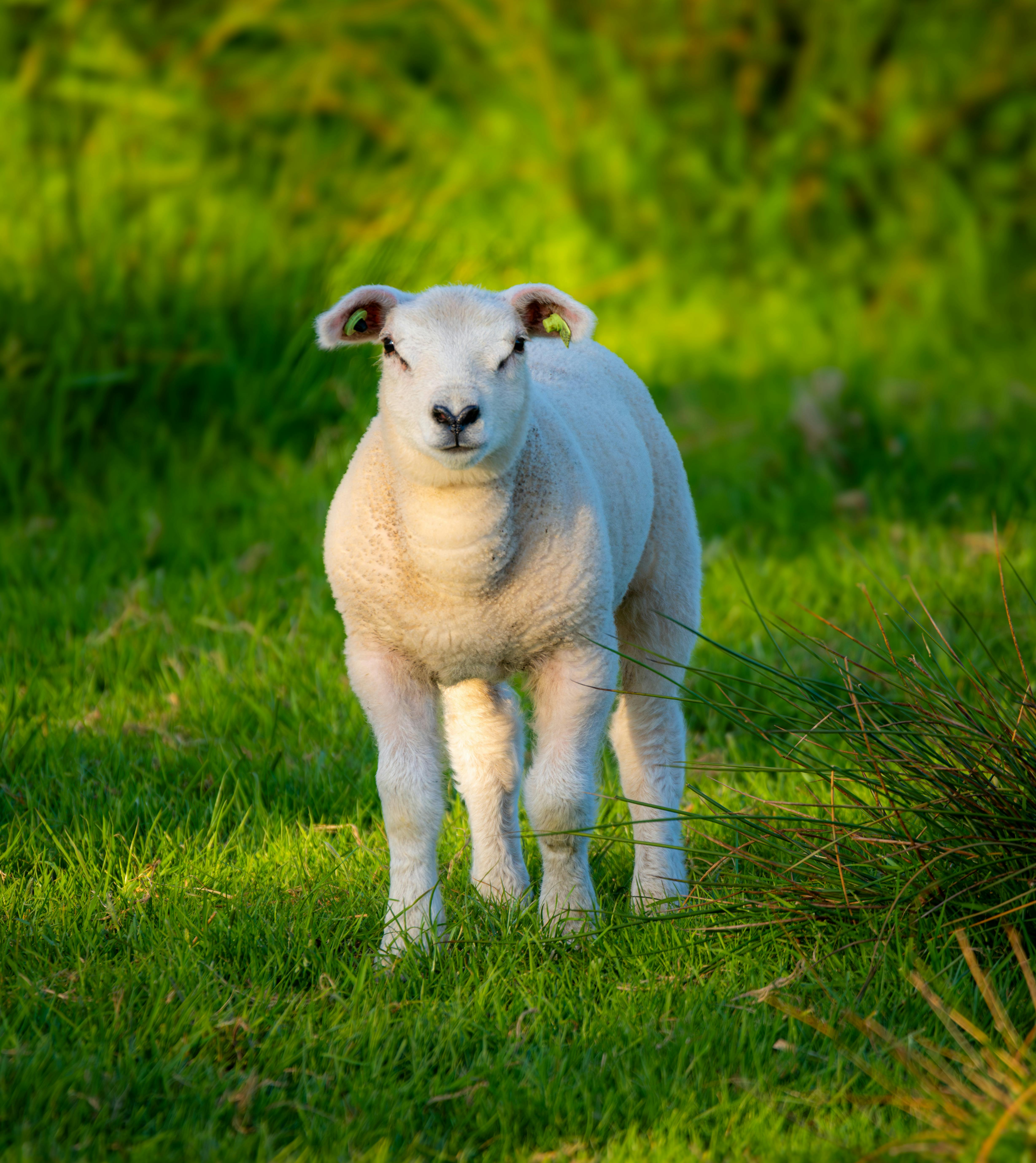 Selective Photography of White Lamb on Hay · Free Stock Photo