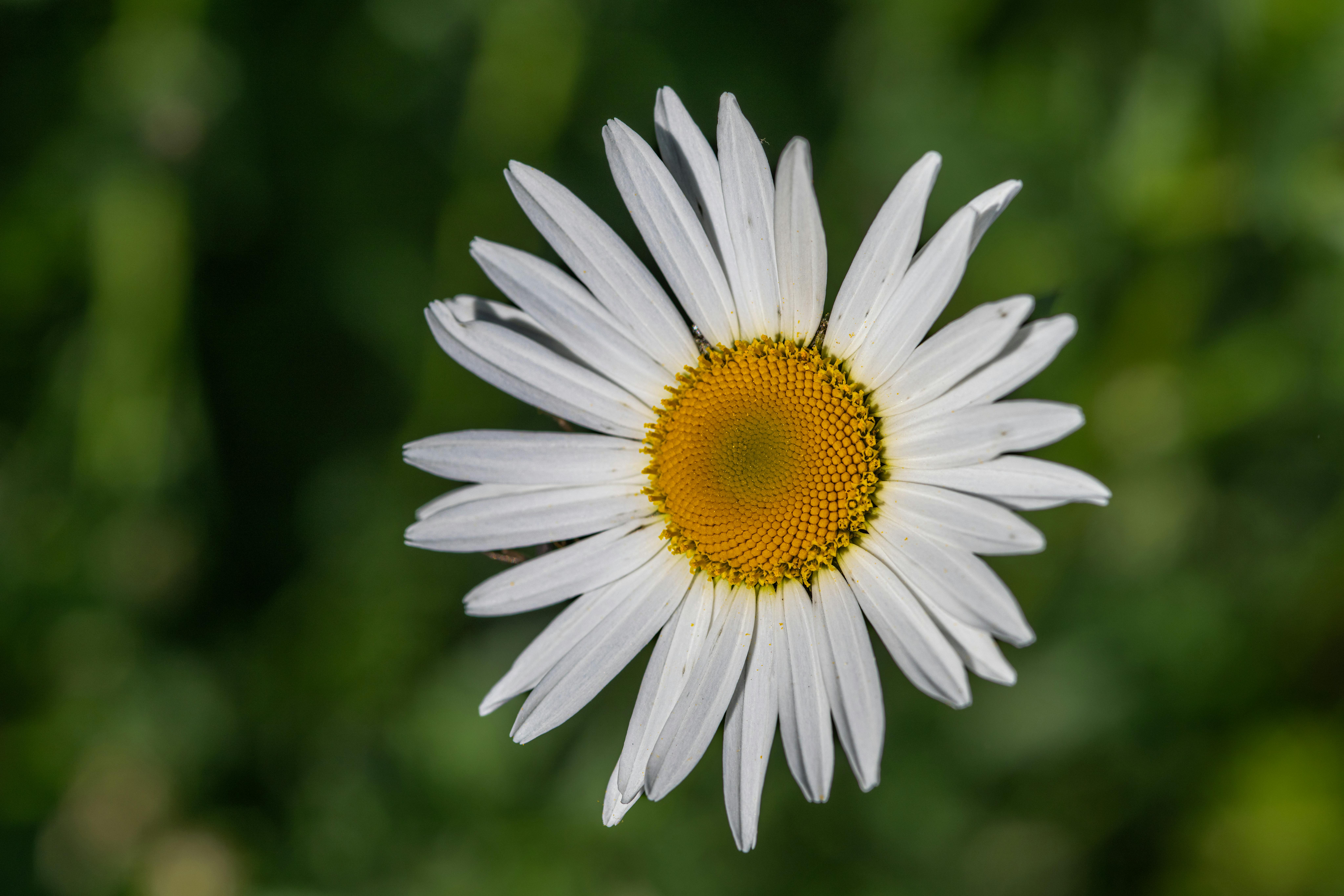 White Gfx Background Photos, Download The BEST Free White Gfx ...