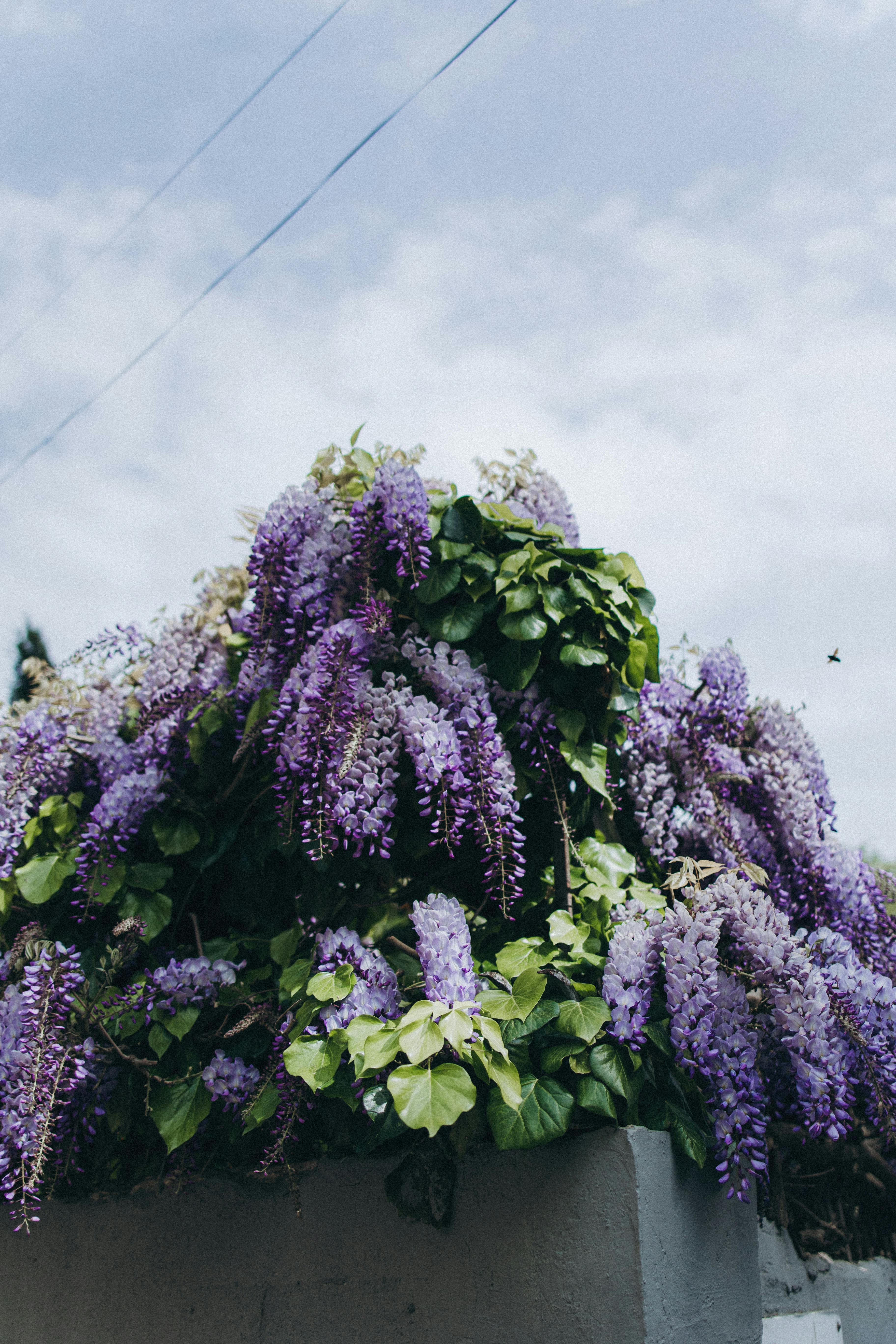 Vine De Tonnelle Photos, Download The BEST Free Vine De Tonnelle Stock ...