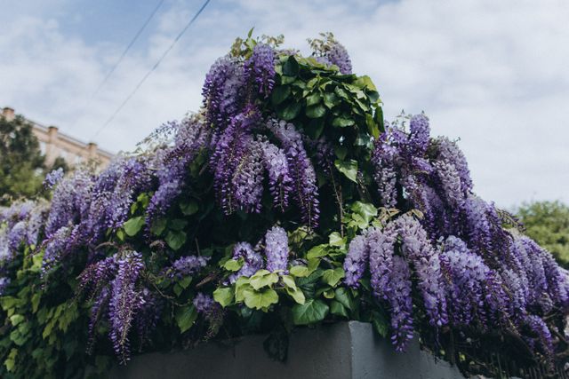 Blue Moon Wisteria Macrostachya Plant Care Tips