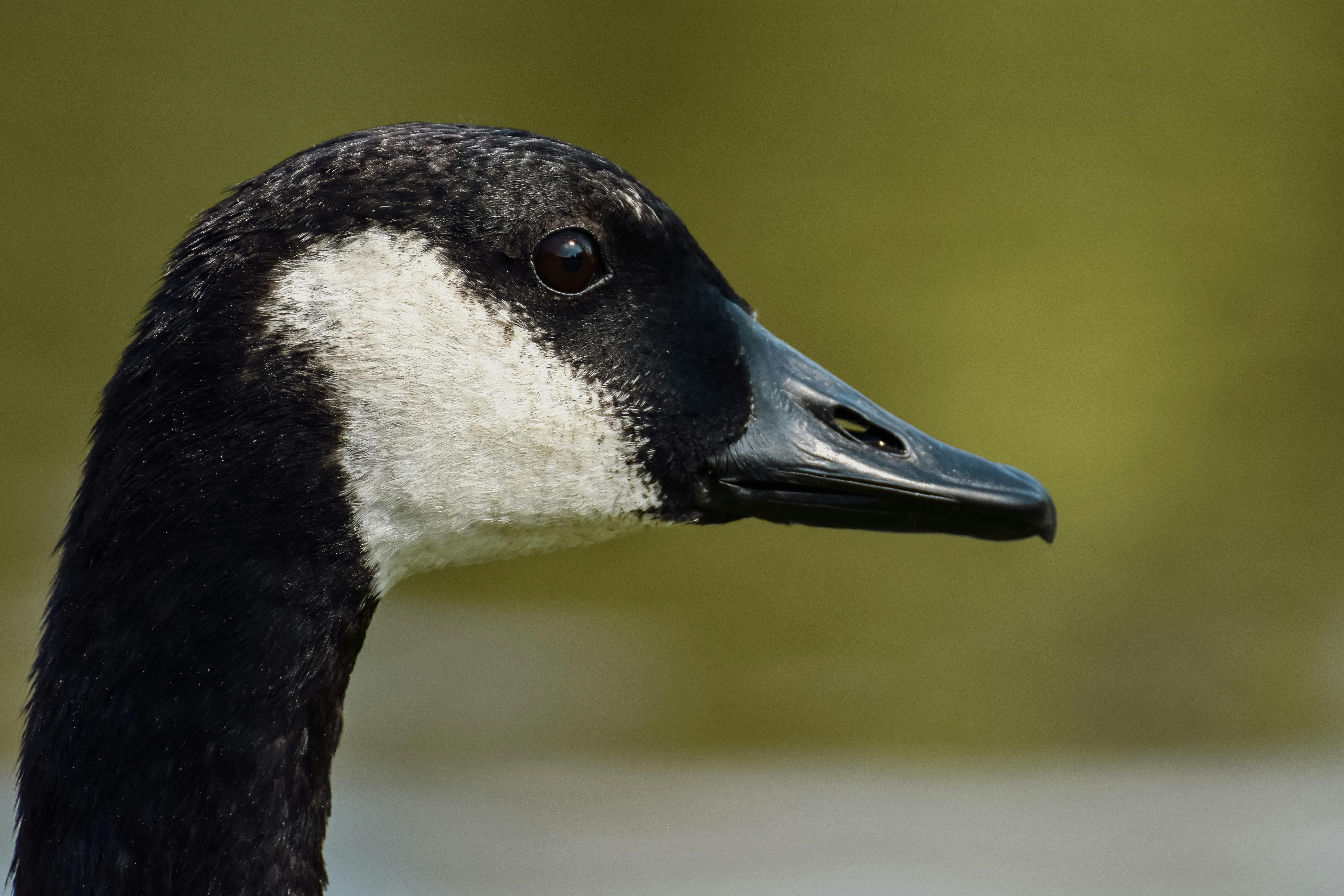 Goose Backgrounds Photos, Download The BEST Free Goose Backgrounds ...