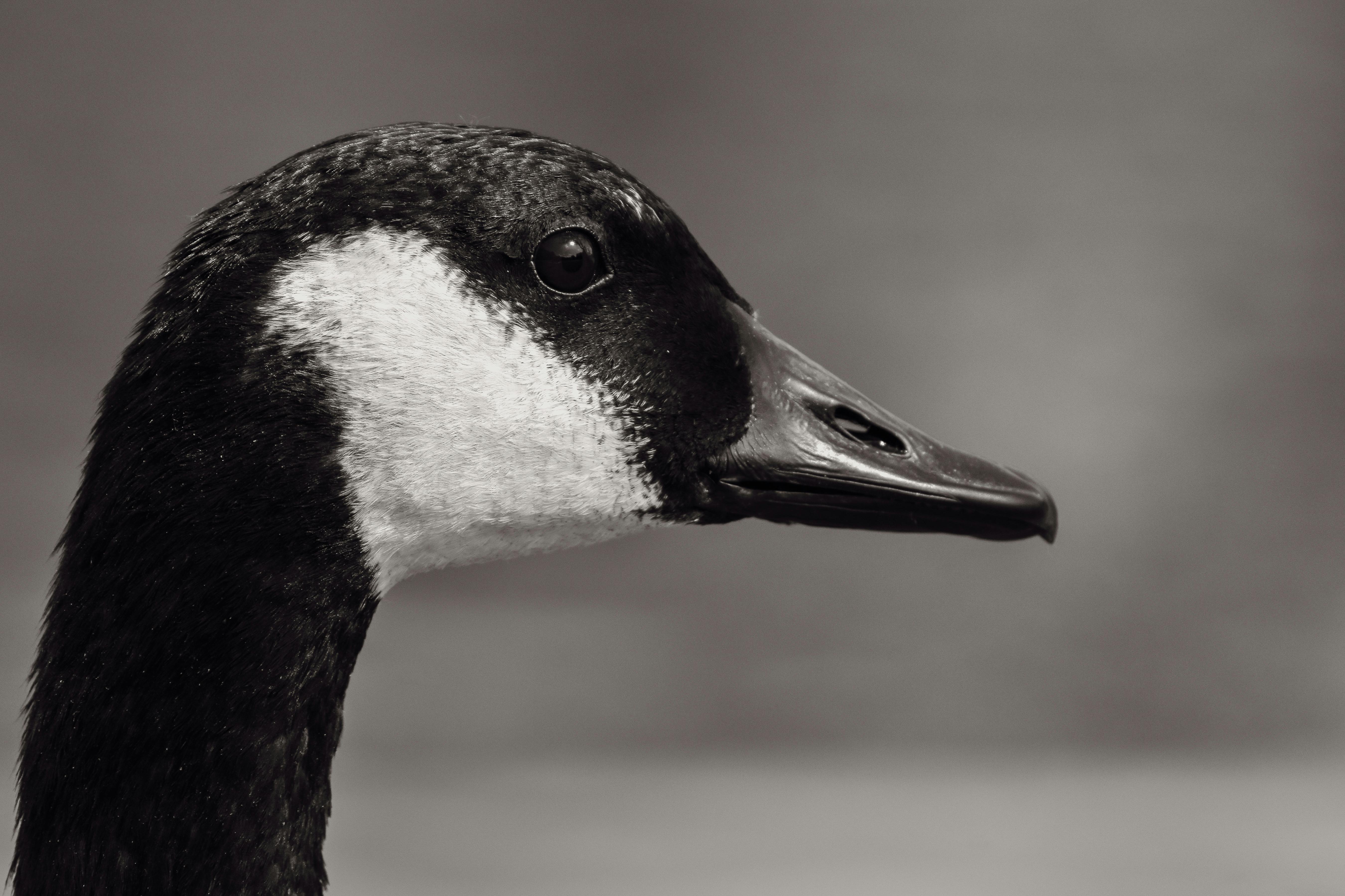 Elegant Close-up of Greylag Goose in Black and White · Free Stock Photo