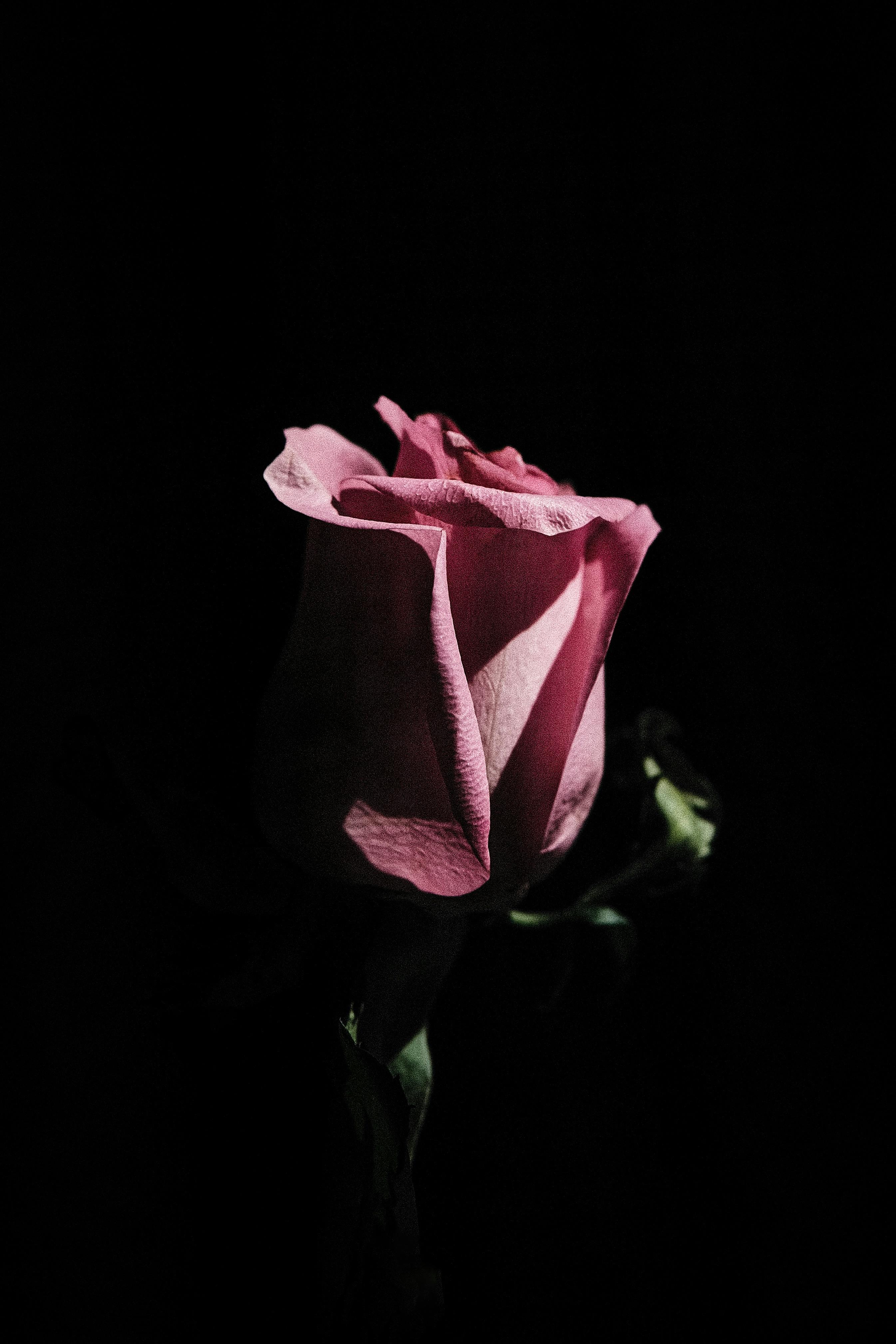 Dramatic Pink Rose Against Black Background · Free Stock Photo