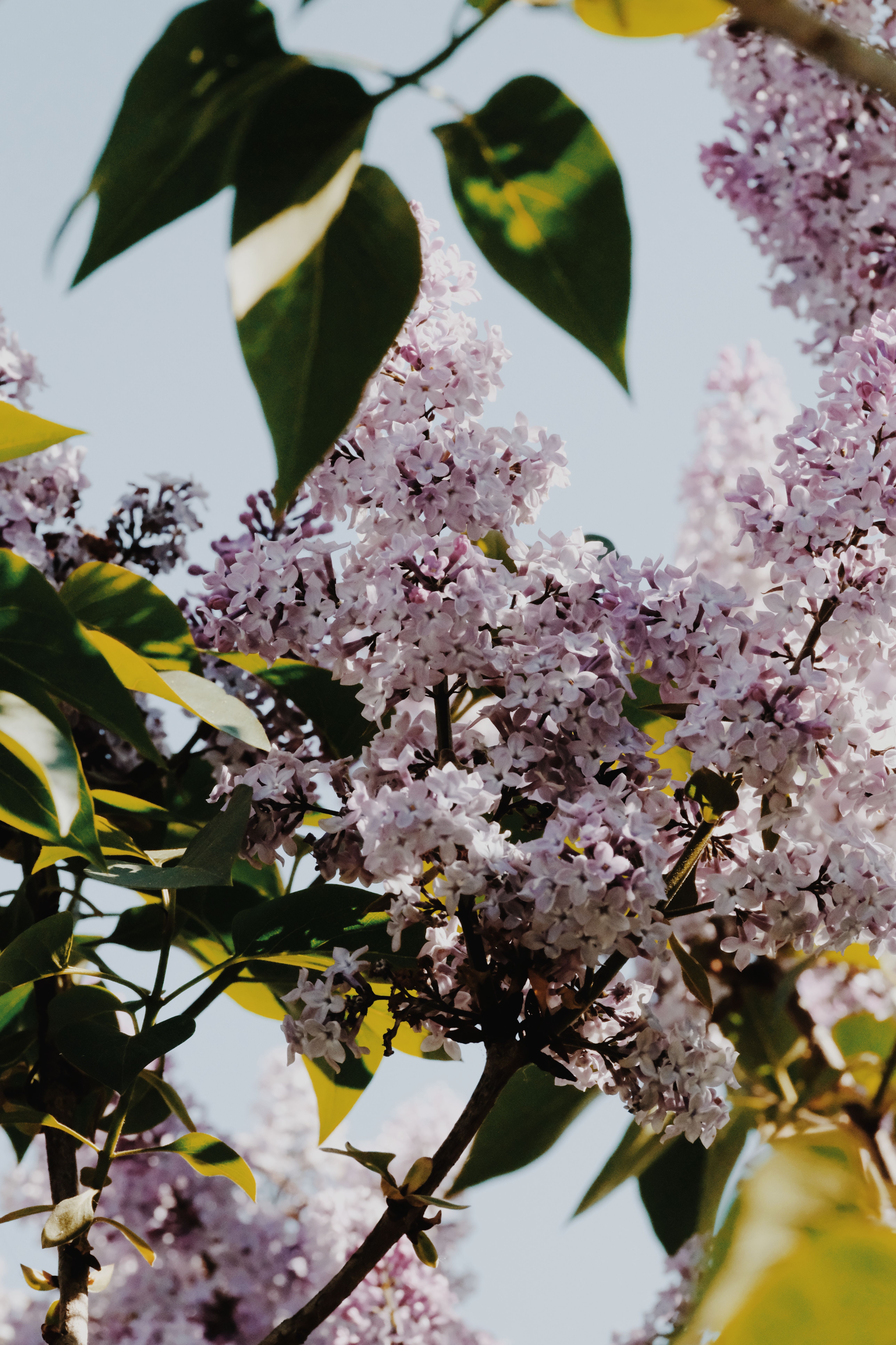 Lilac Branches in Bloom Against Blue Sky · Free Stock Photo