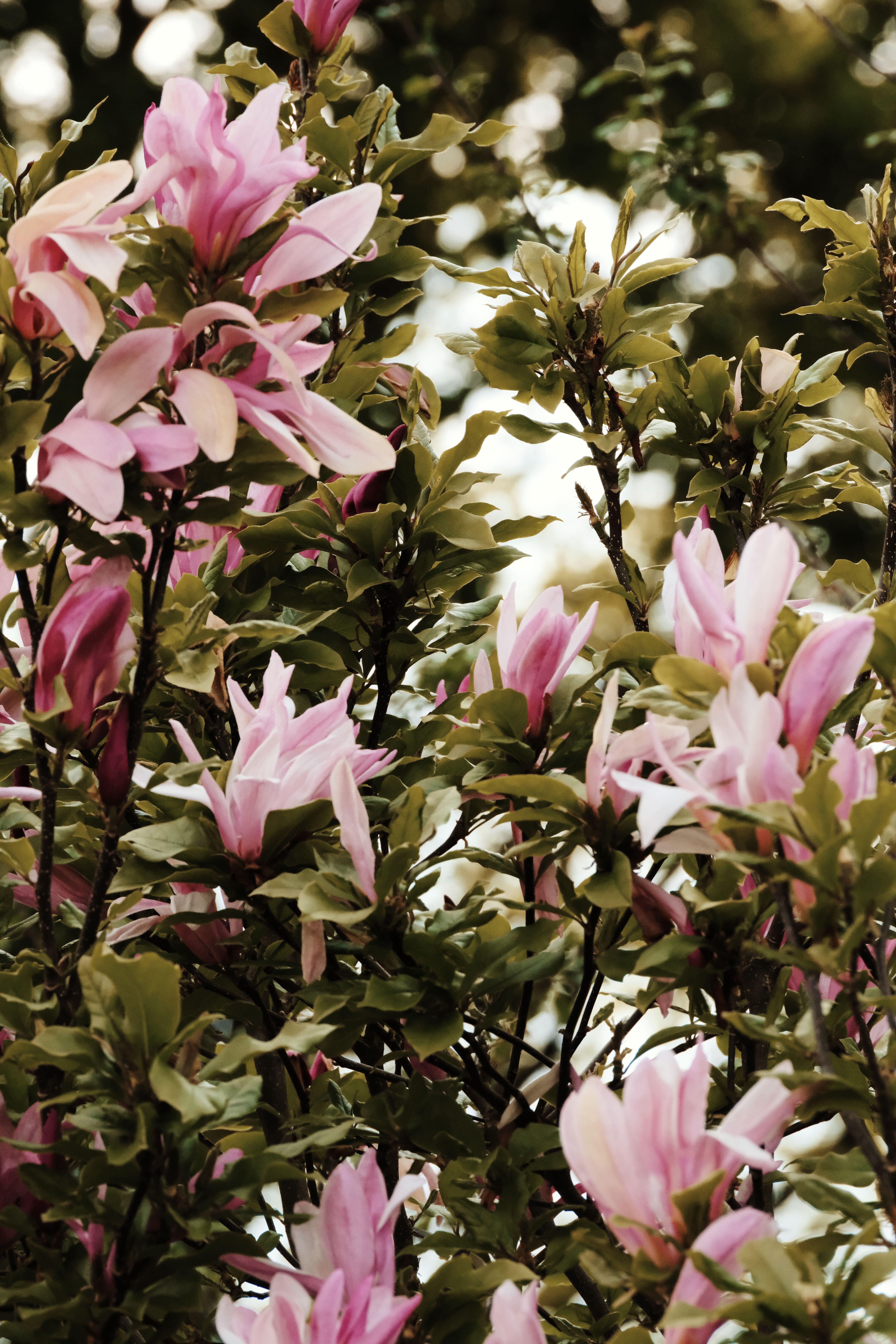 Beautiful Blooming Magnolia Tree in Spring · Free Stock Photo