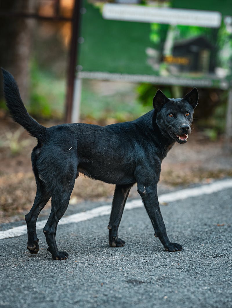 Free Pick Photos, Download The BEST Free Free Pick Stock Photos & HD Images