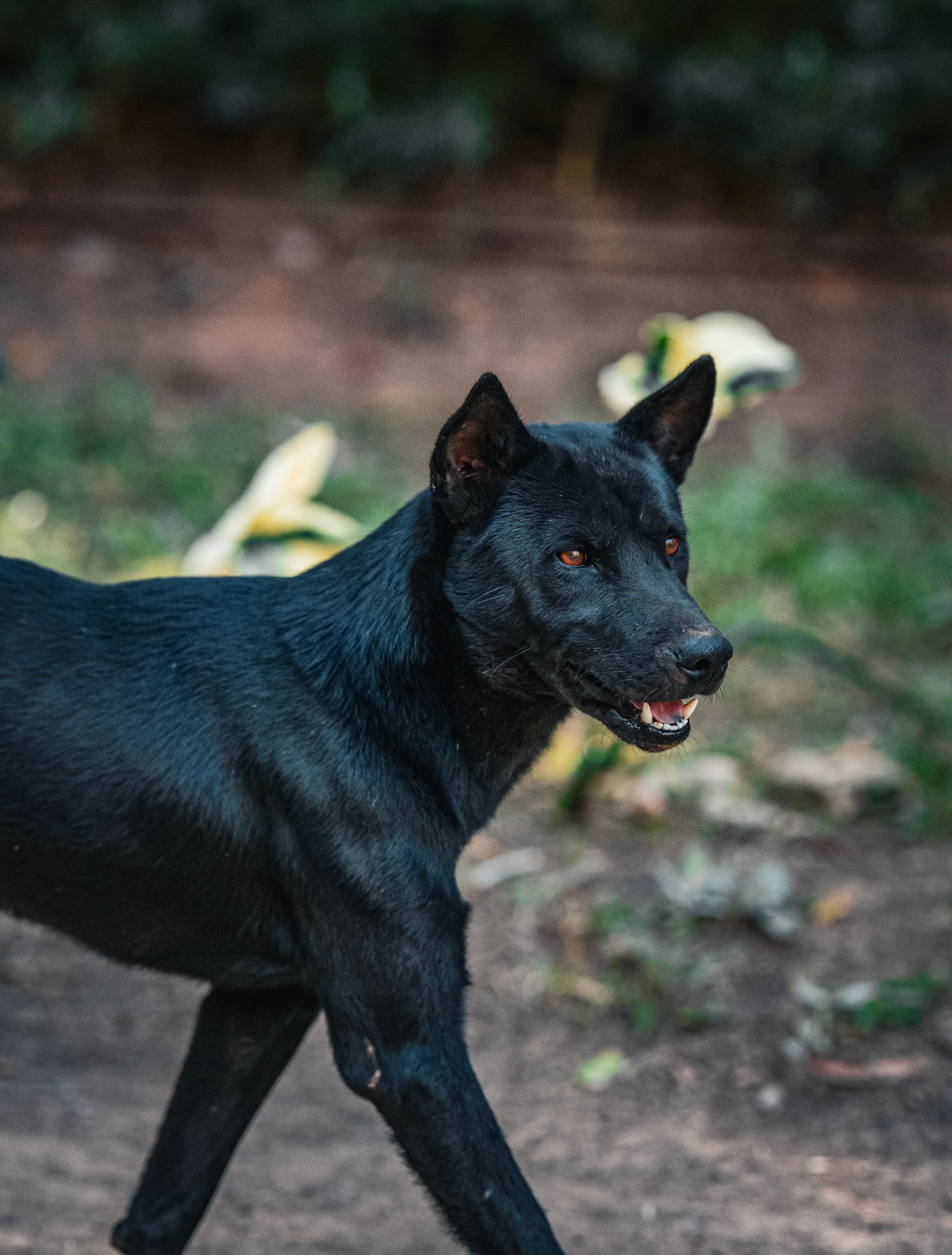 Portrait of a Black Dog in Natural Setting · Free Stock Photo
