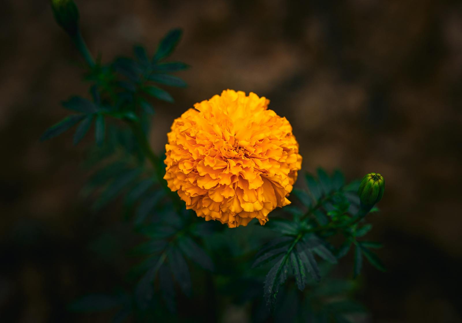 Free Pictures Of Dogs Photos, Download The BEST Free Free Pictures Of ...