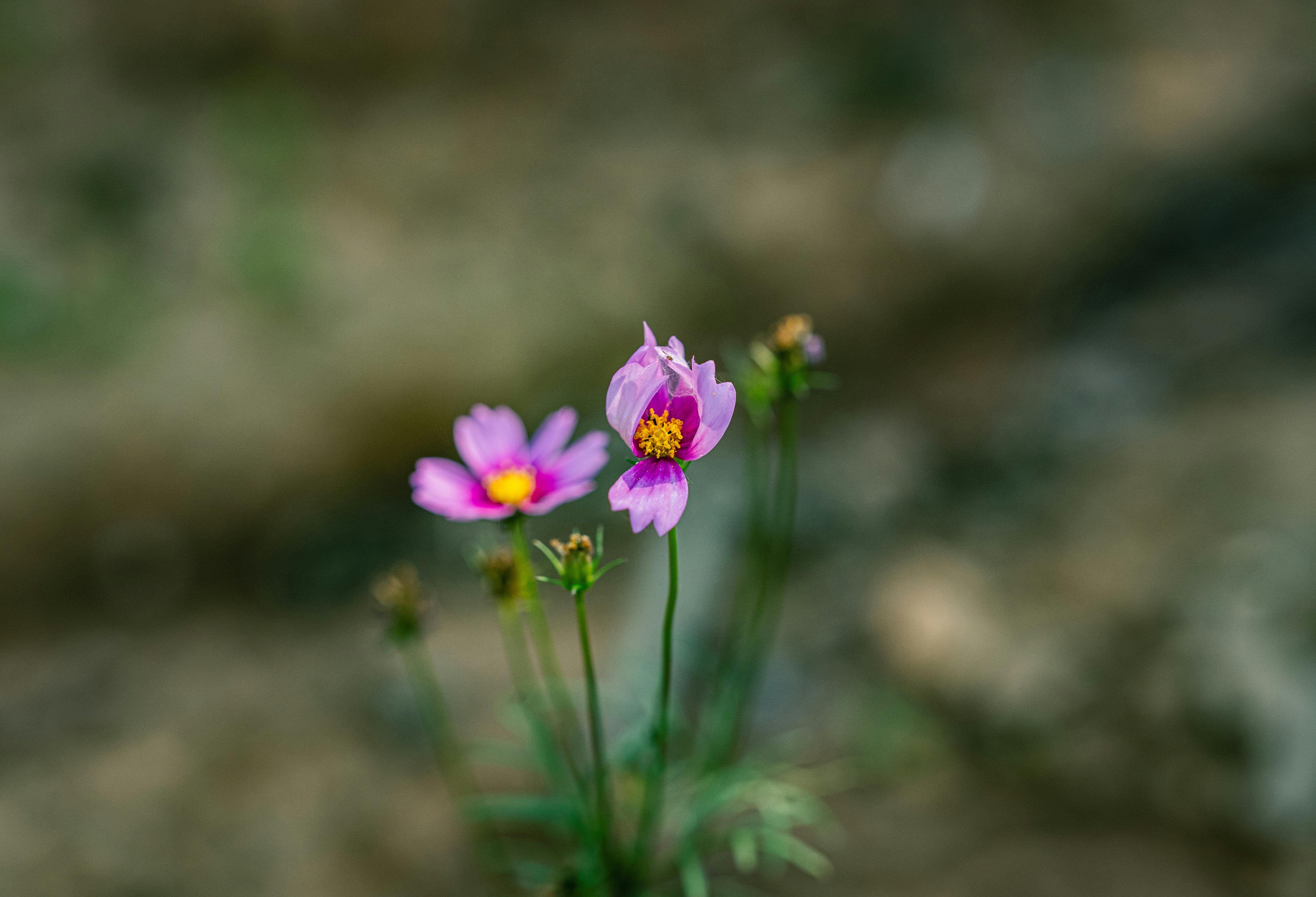 60.000+ Jo+and+judy+wallpaper Bilder und Fotos · Kostenlos Downloaden · Pexels Stock-Fotos