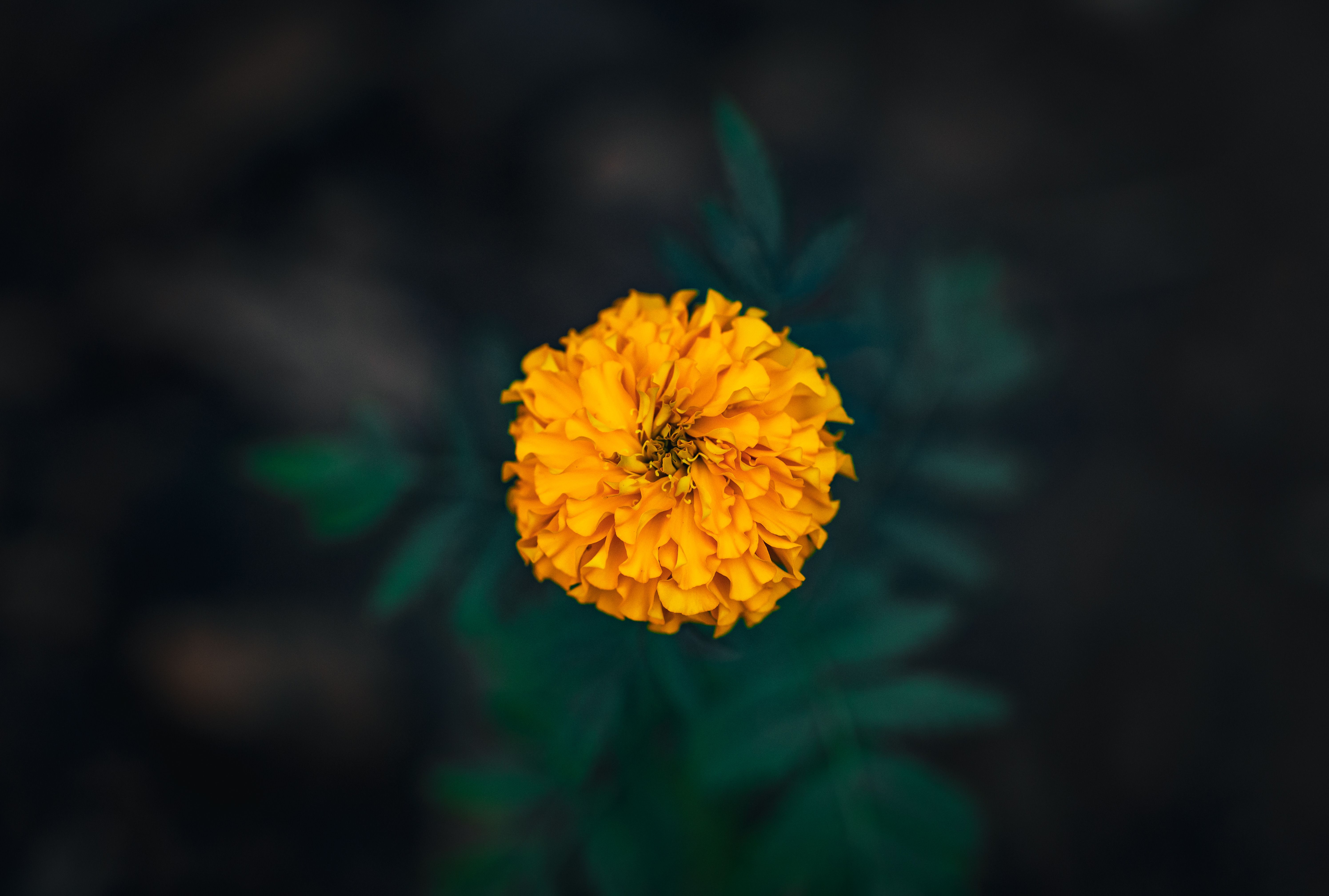Vibrant Marigold Focused Against Dark Background · Free Stock Photo