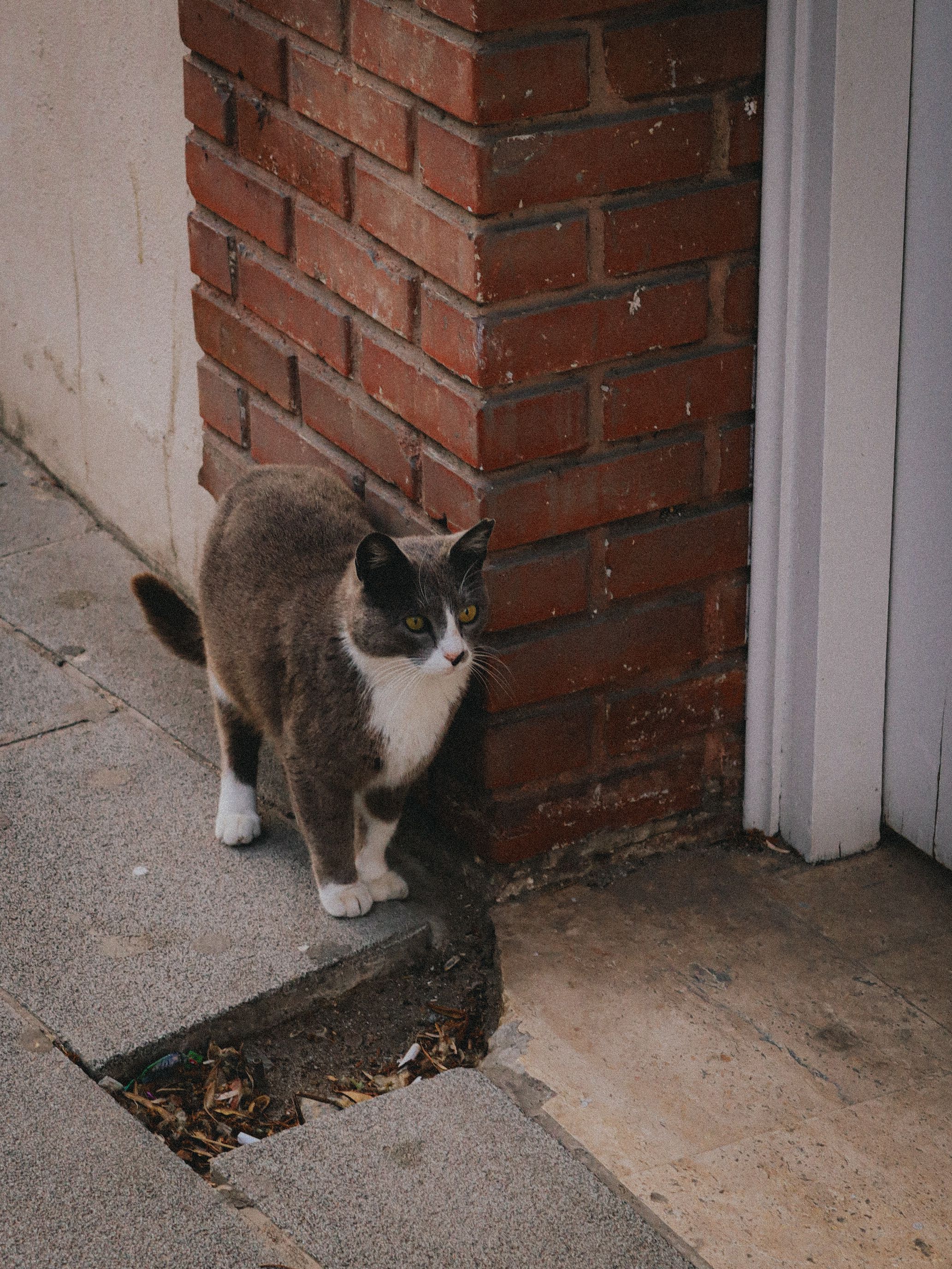 Gray and White Cat Near Brick Wall Outdoors · Free Stock Photo