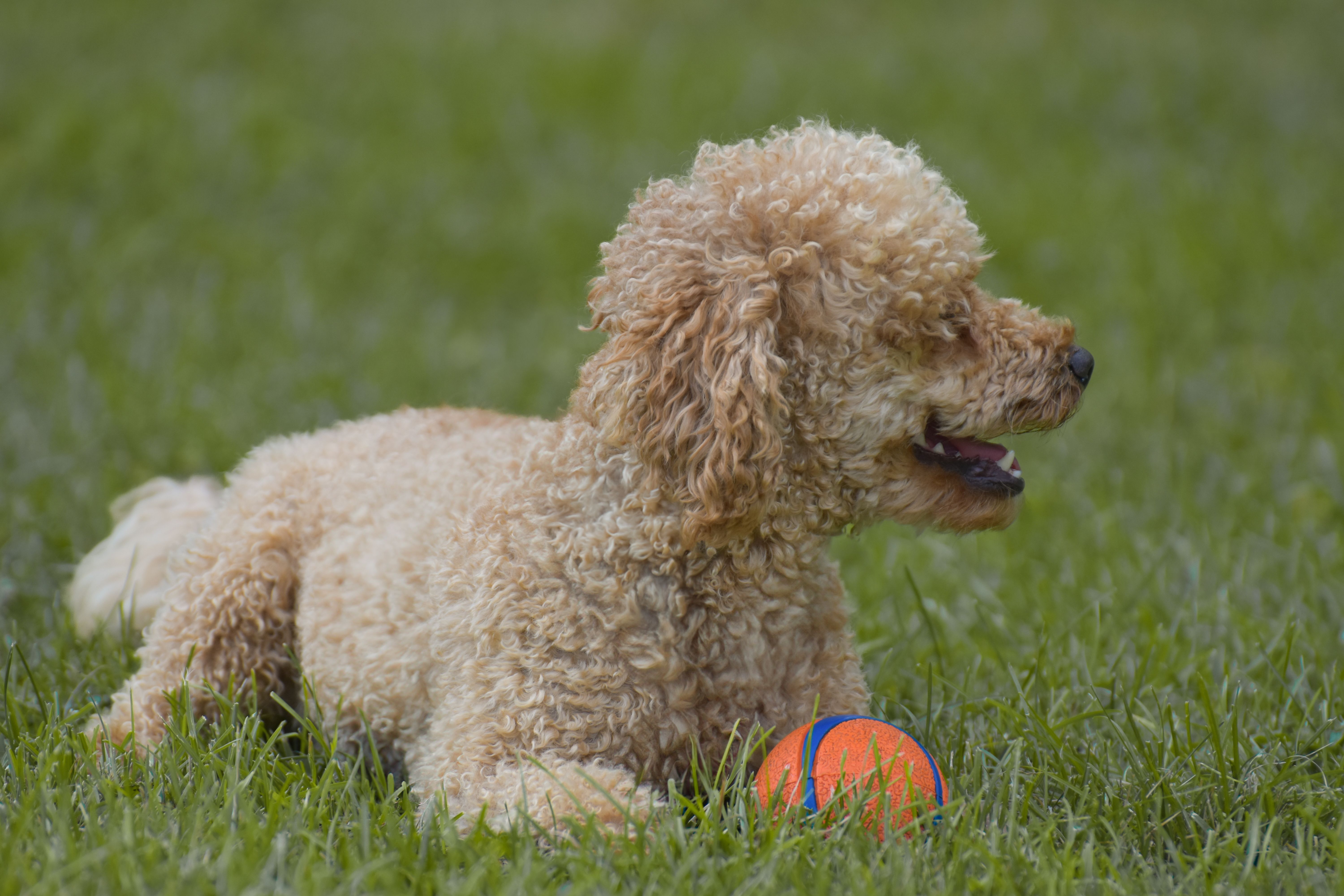 Pet Fun Photos, Download The BEST Free Pet Fun Stock Photos & HD Images