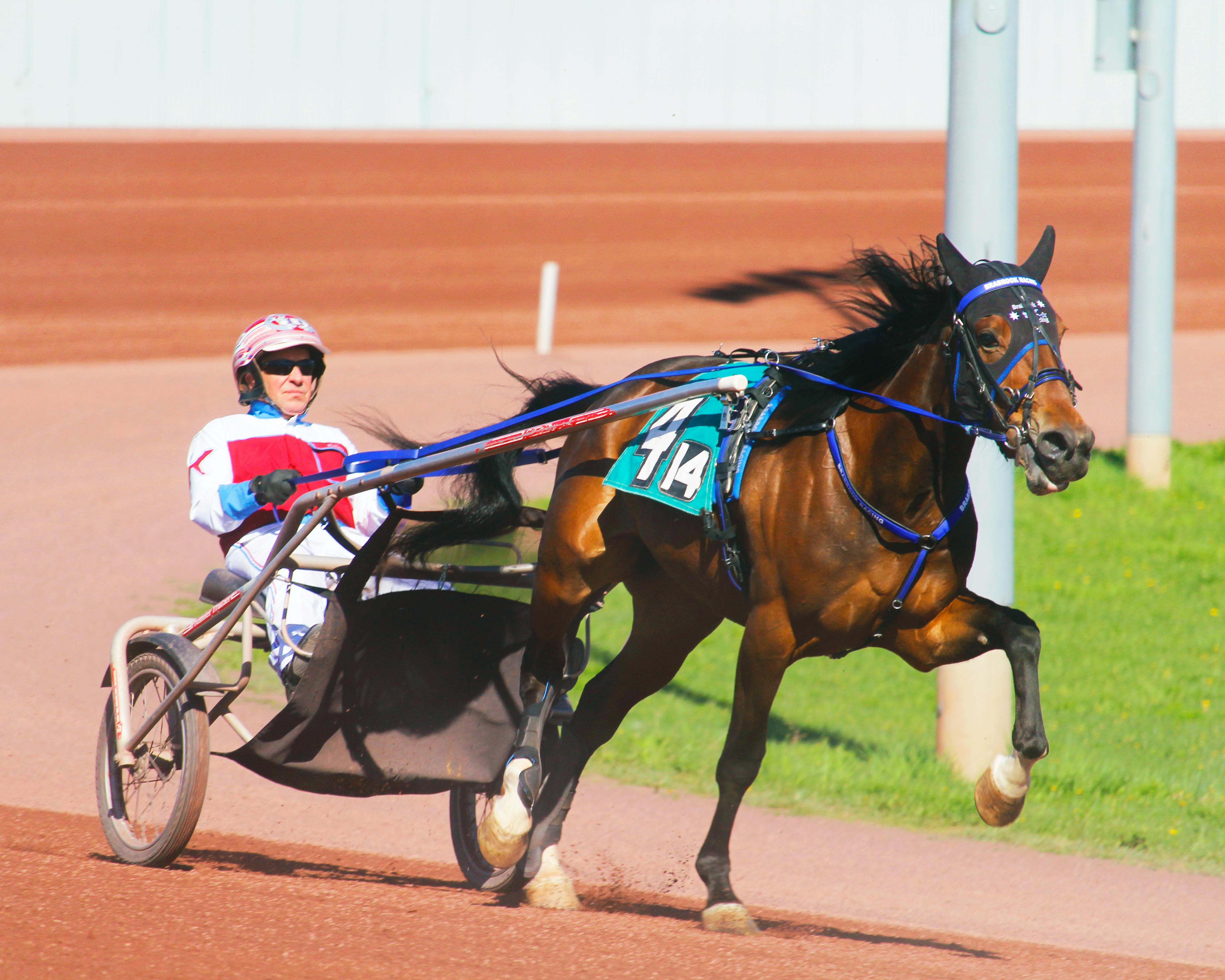 Racing Harness Horse and Driver in Action · Free Stock Photo