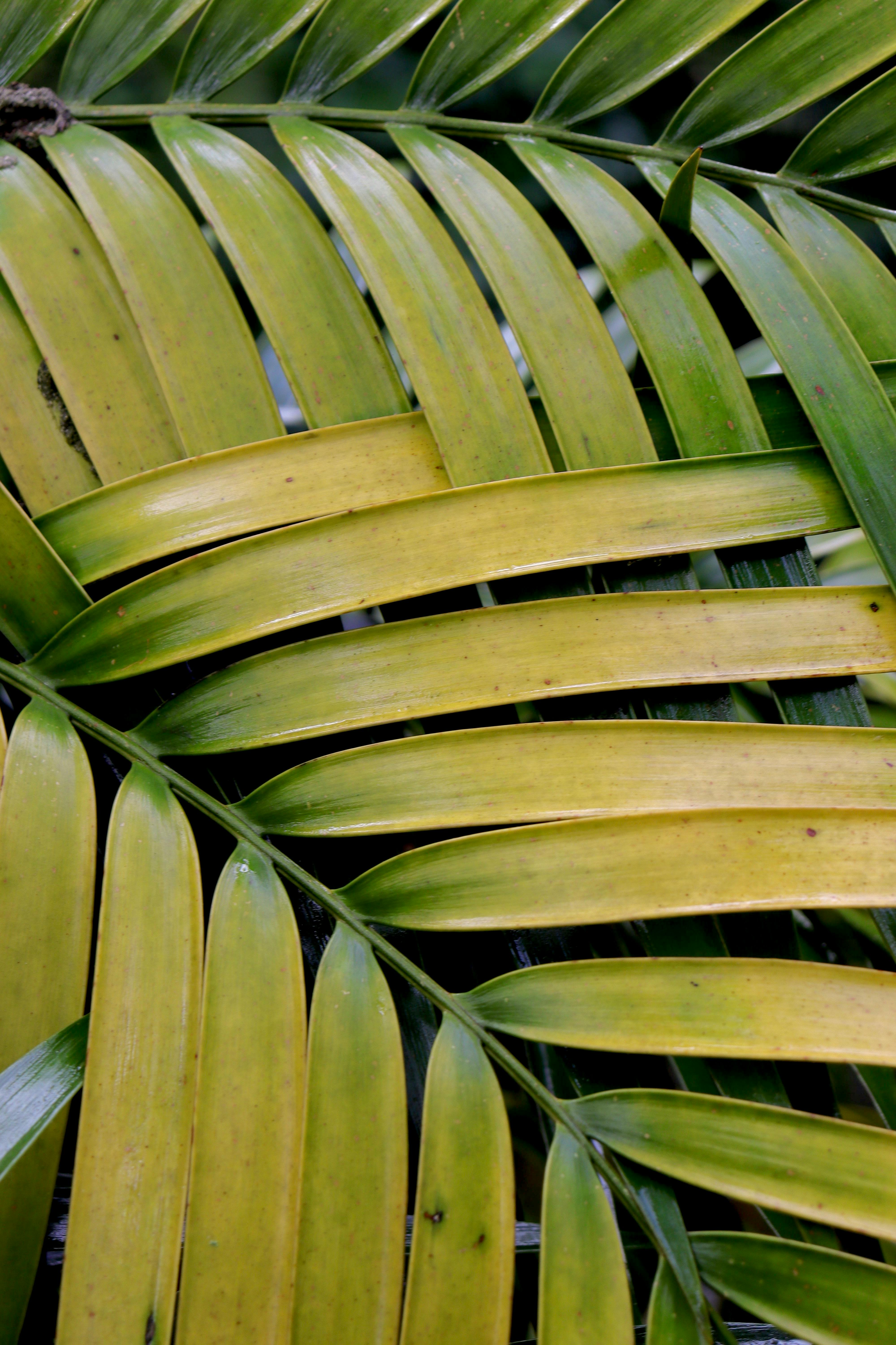 Palm Leaves Images Photos, Download The BEST Free Palm Leaves Images ...