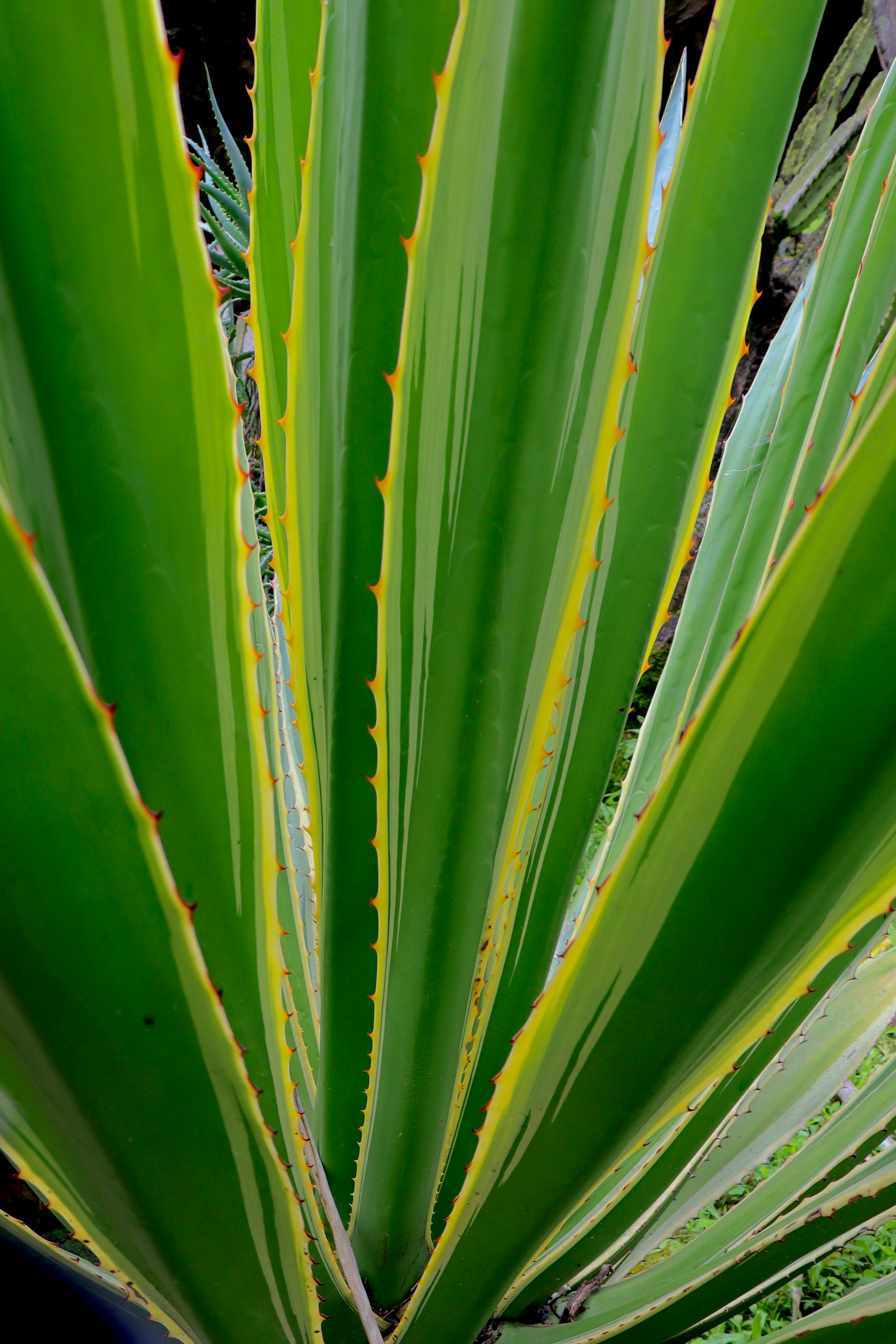 Close-up of Vibrant Green Agave Plant Leaves · Free Stock Photo