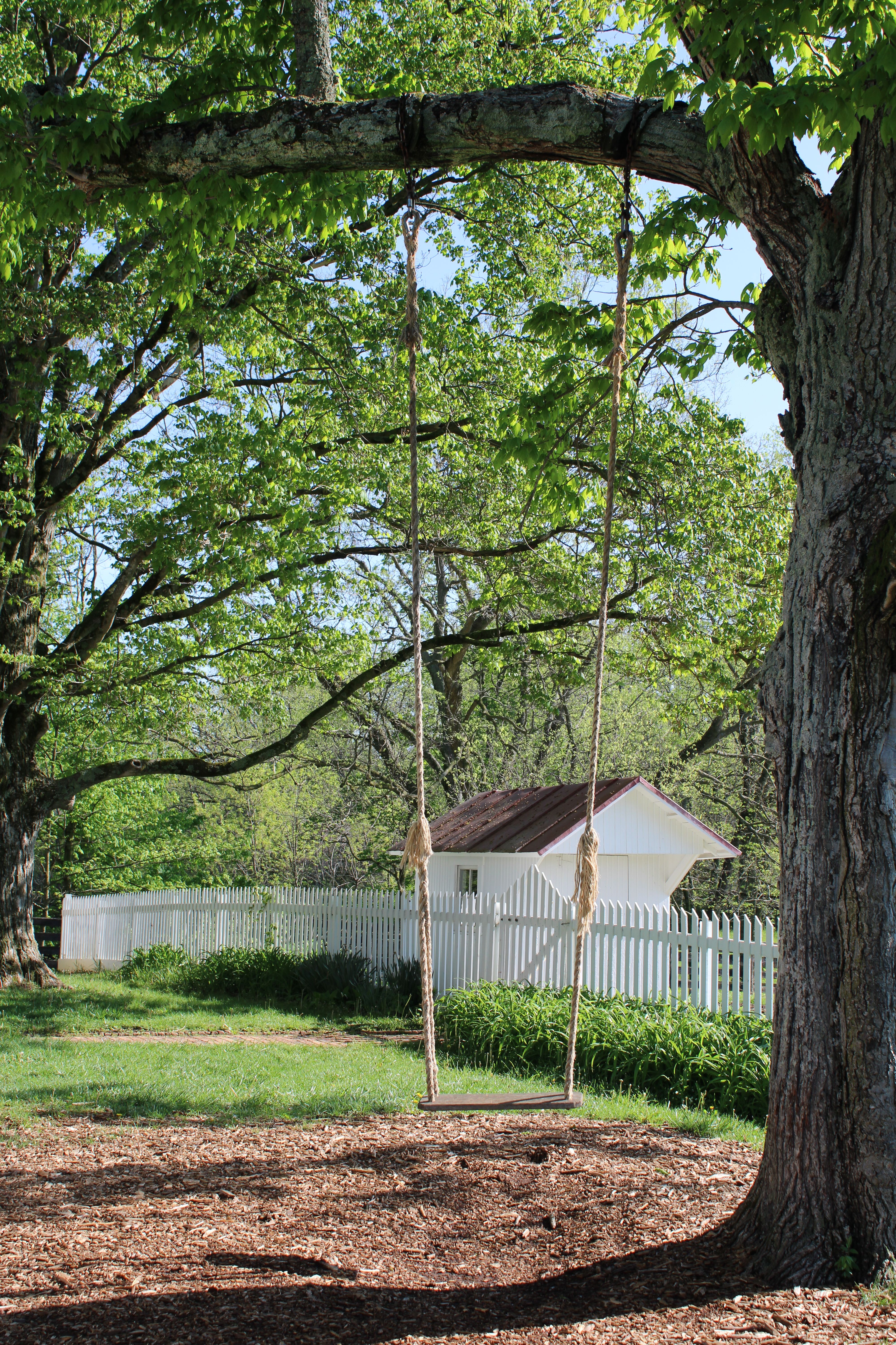 Rope Swing on Tree in Spring Farm Setting · Free Stock Photo