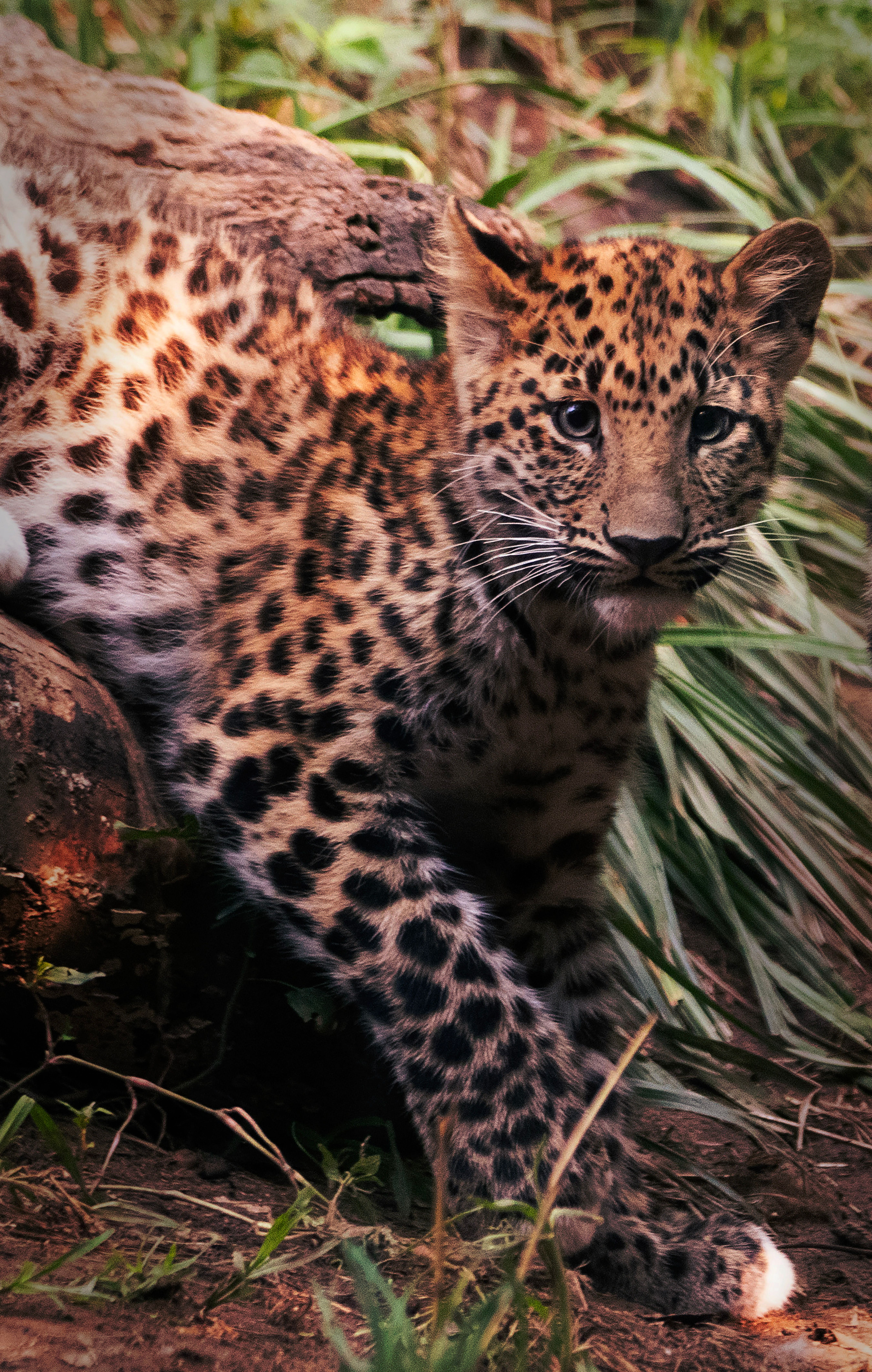 Leopard on Brown Trunk Tree · Free Stock Photo