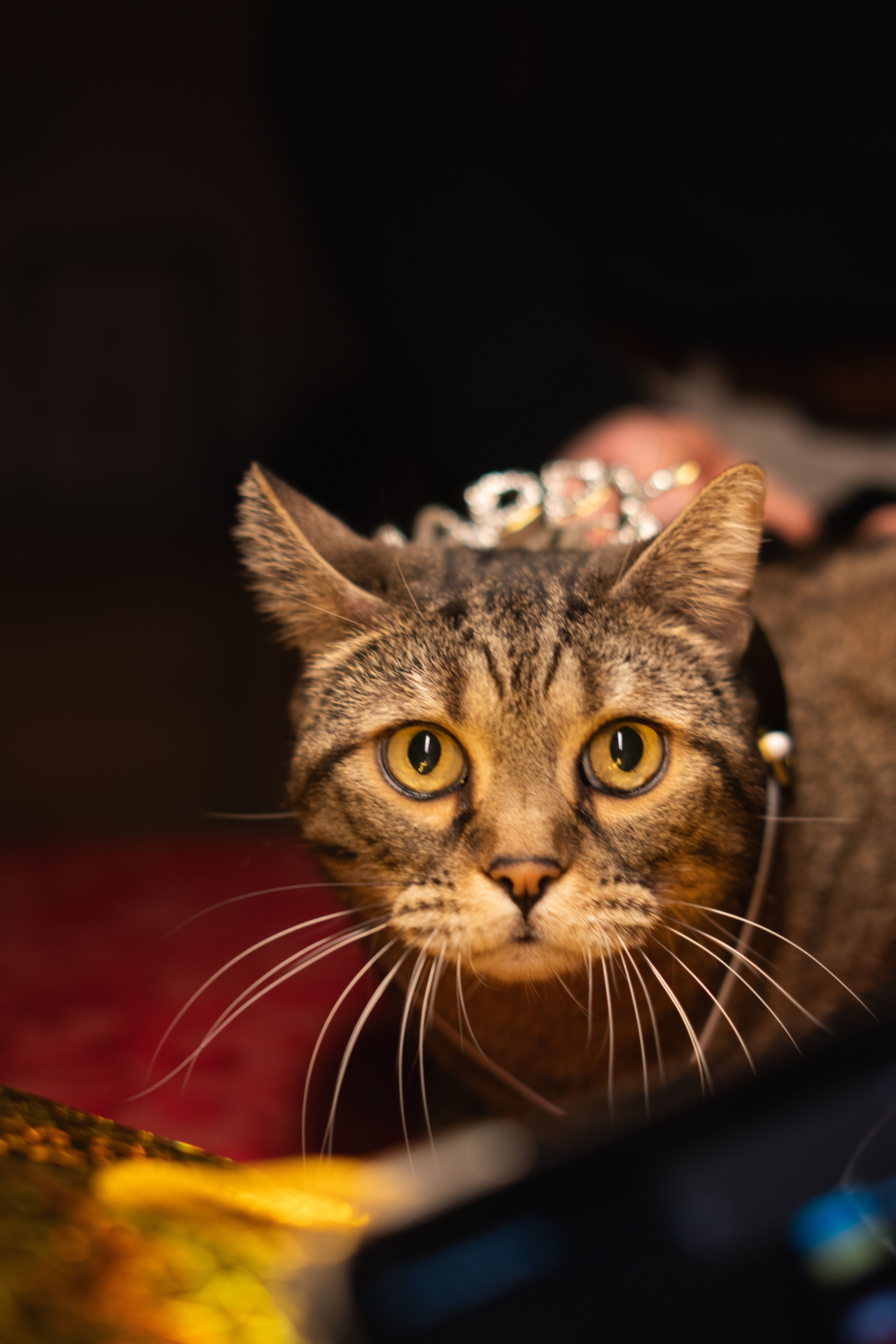 Adorable Tabby Cat with Tiara Up Close · Free Stock Photo
