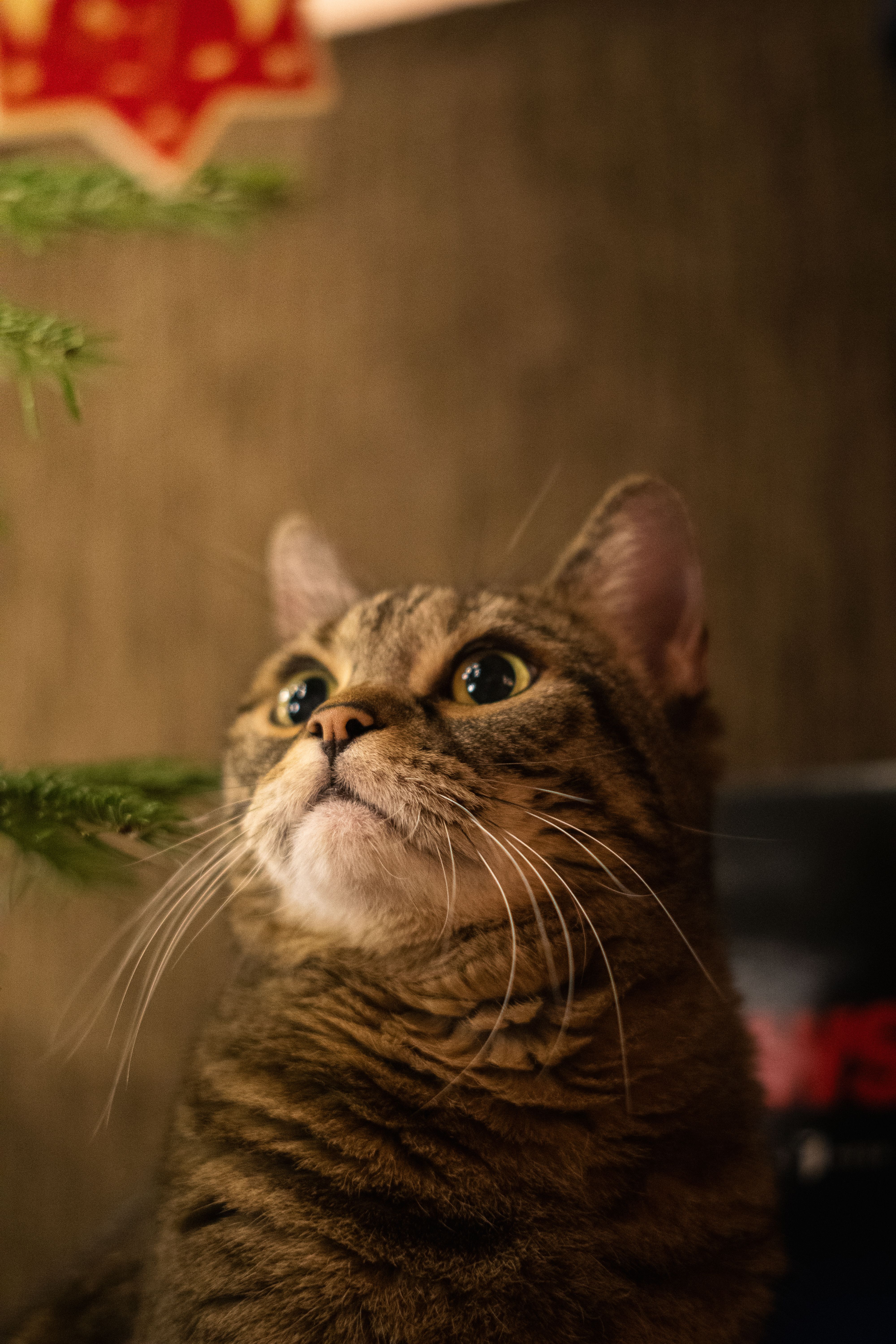 Christmas & Cats Photos, Download The BEST Free Christmas & Cats Stock ...